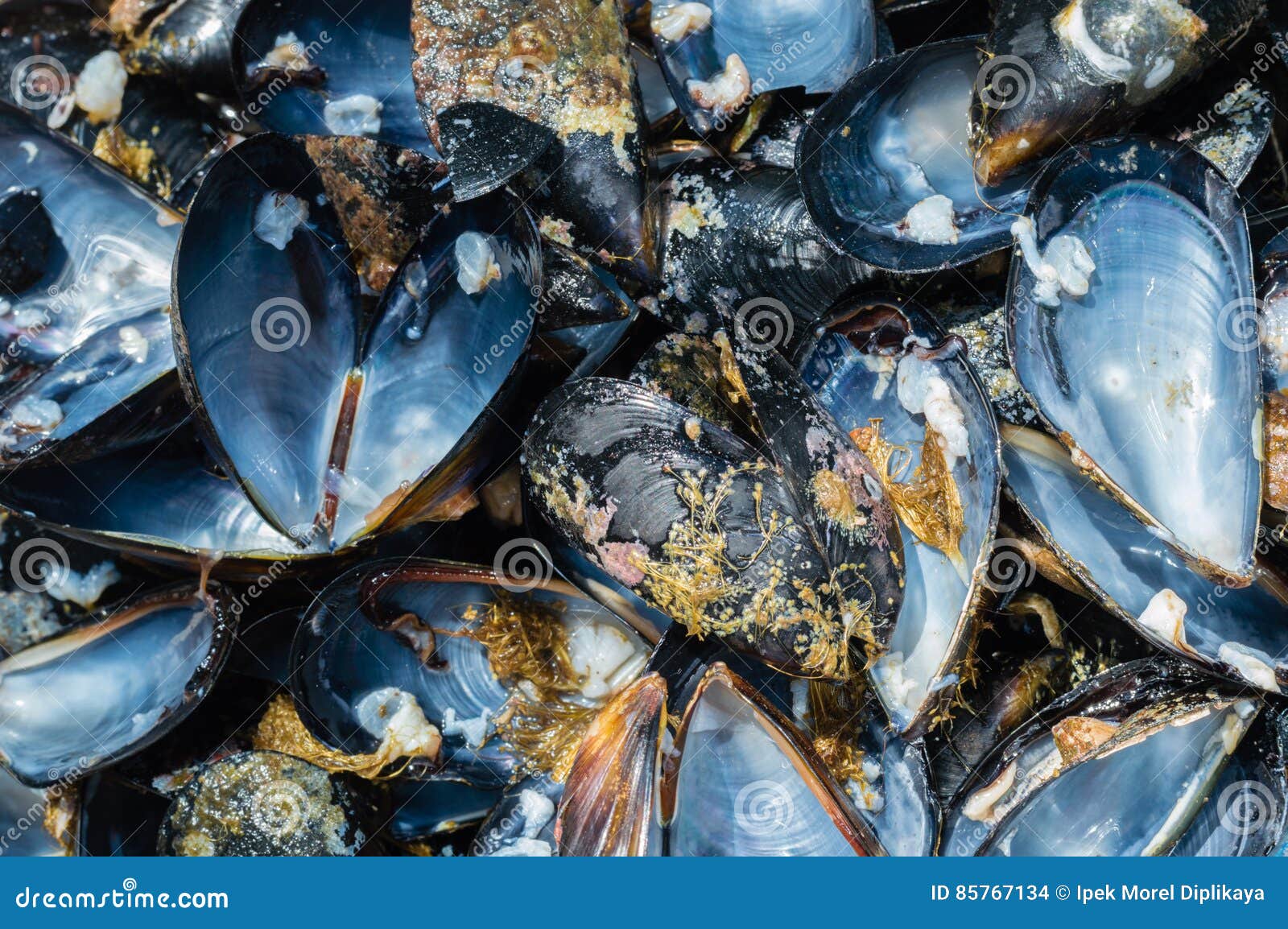 Close Up of Opened Fresh Mussel Shells Stock Photo - Image of ...
