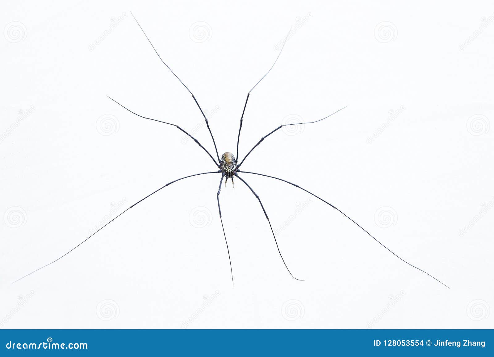 Opiliones stock photo. Image of eight, long, harvestmen - 128053554