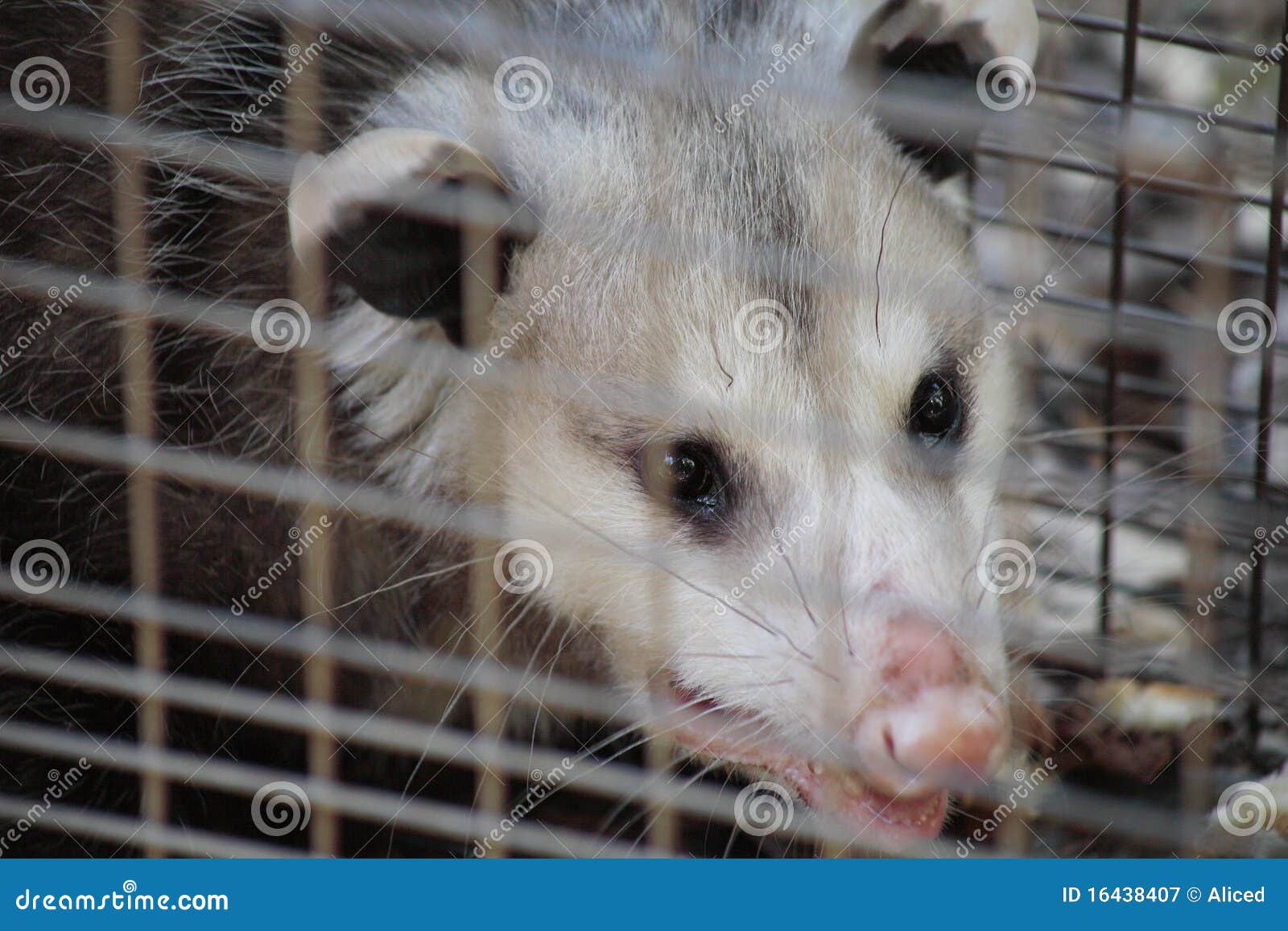 Close up of opossum stock image. Image of possum, opossum - 16438407