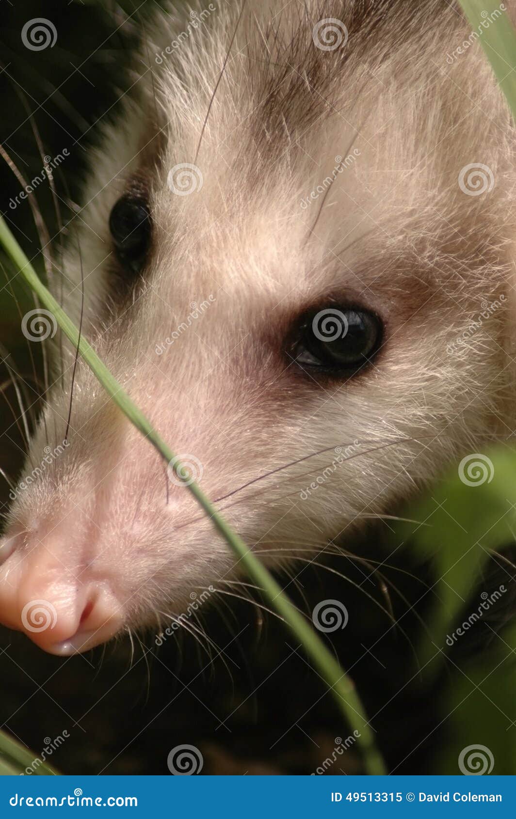 Close up of opossum face stock image. Image of grass - 49513315