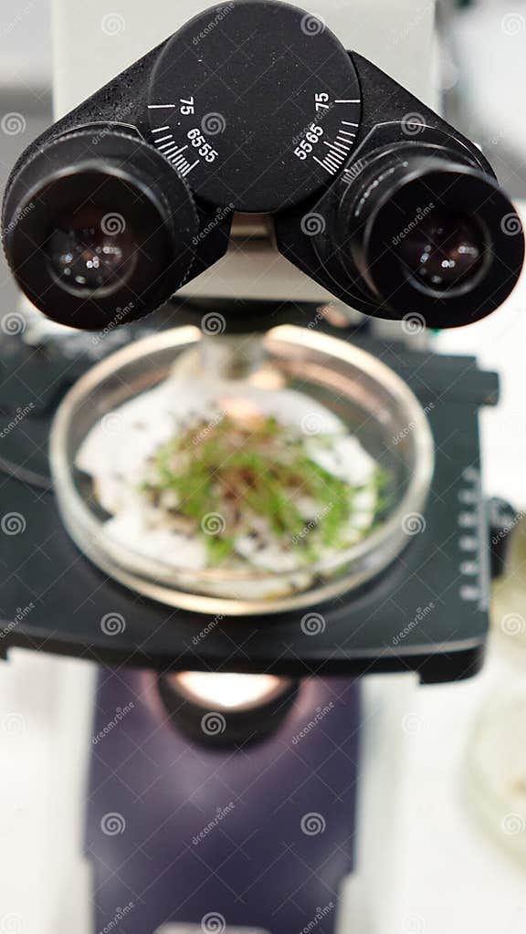 Close-up of Optical Microscope for Laboratory Use. Study of Seeds Stock ...