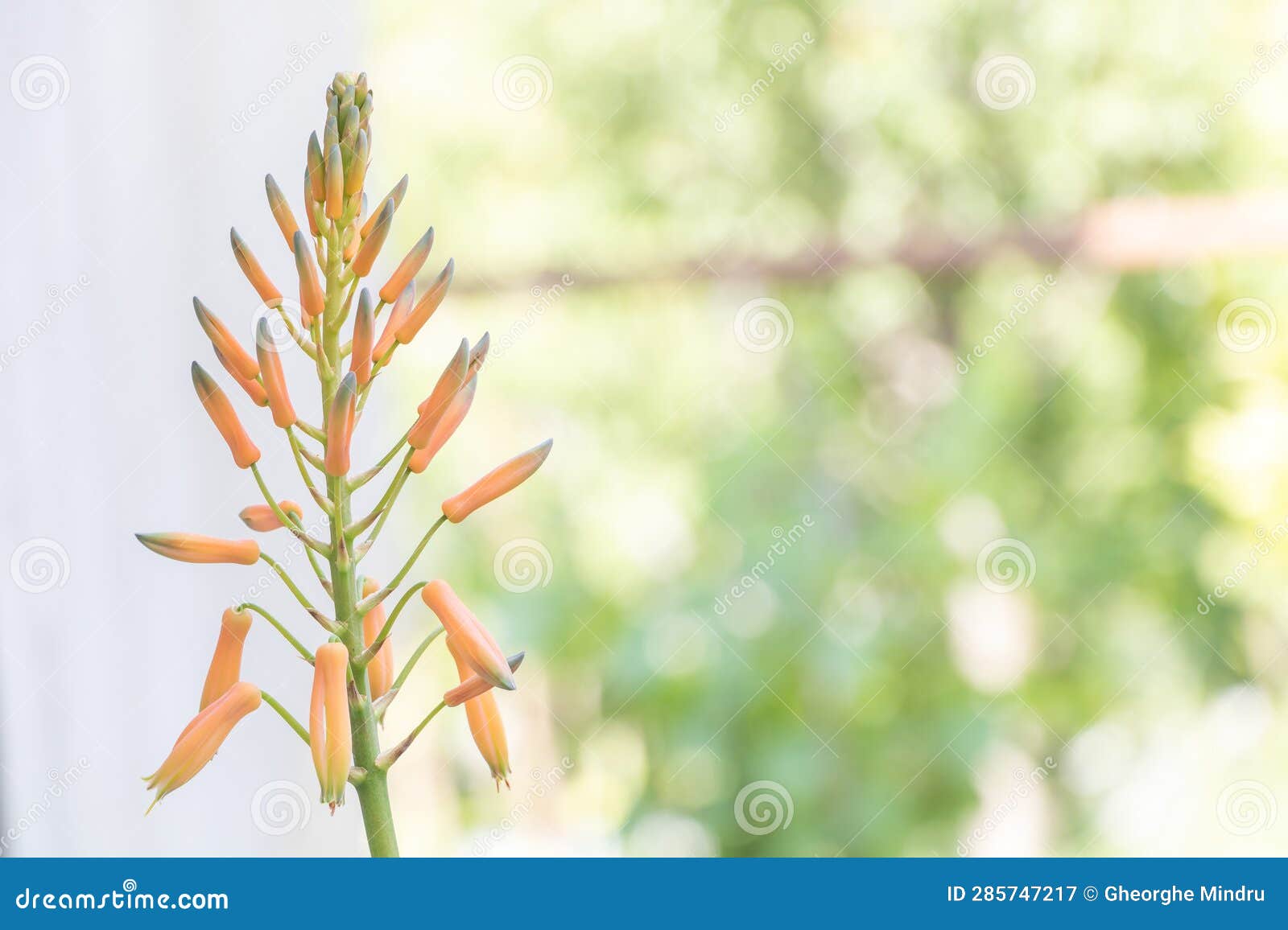 Close Up of Orange Aloe Vera Flower with Blurred Background Stock Image - Image of succulent ...