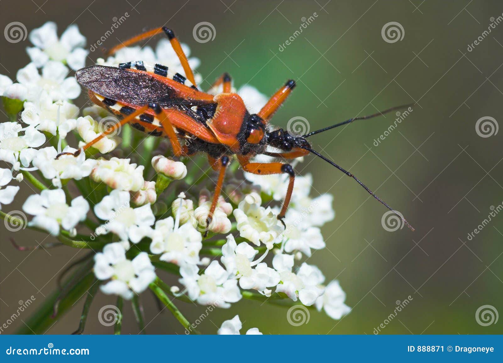 Close-up of Orange Assassin Bug on White Flower Stock Image - Image of ...