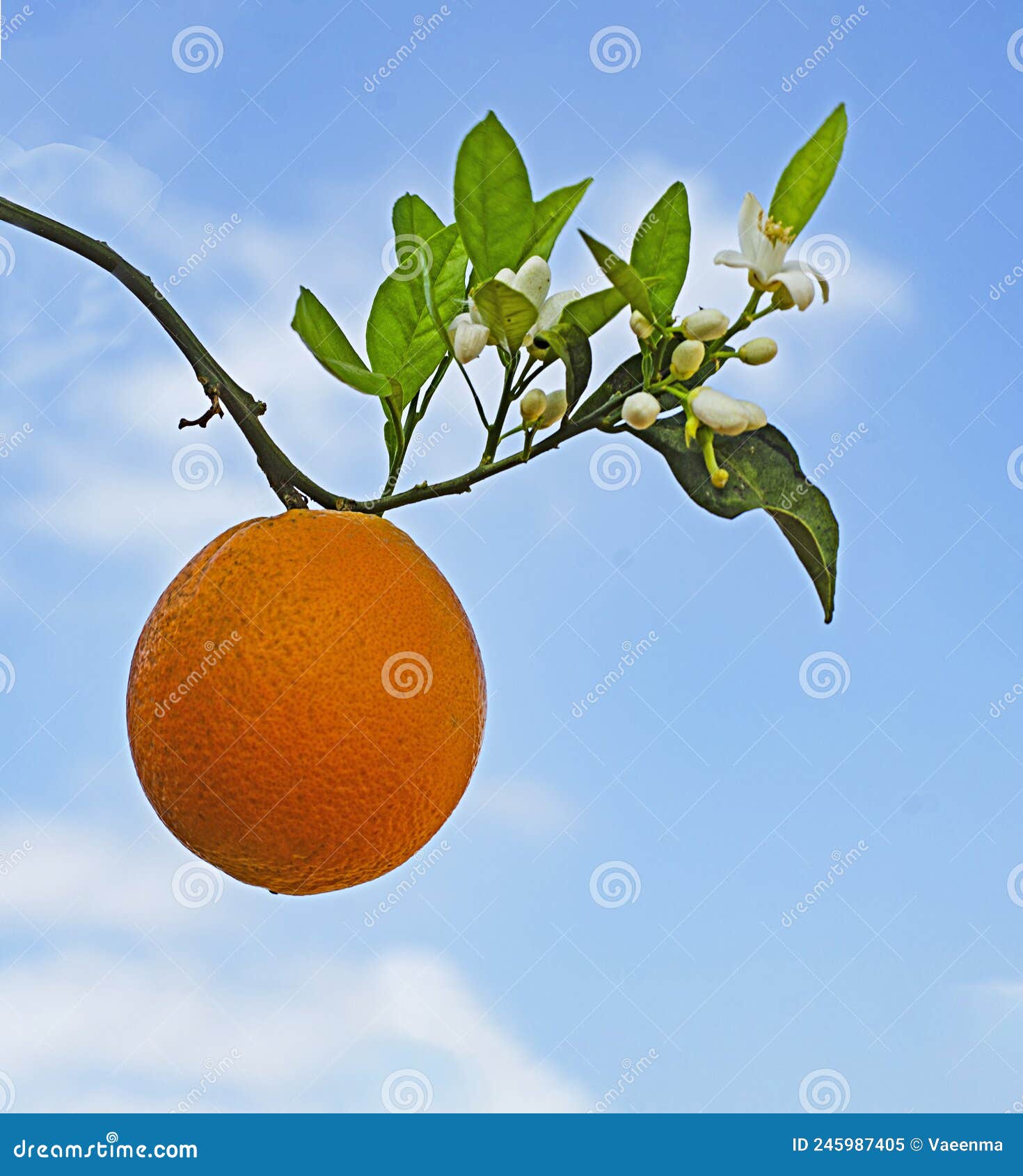 Orange on branch stock image. Image of agriculture, juicy - 245987405