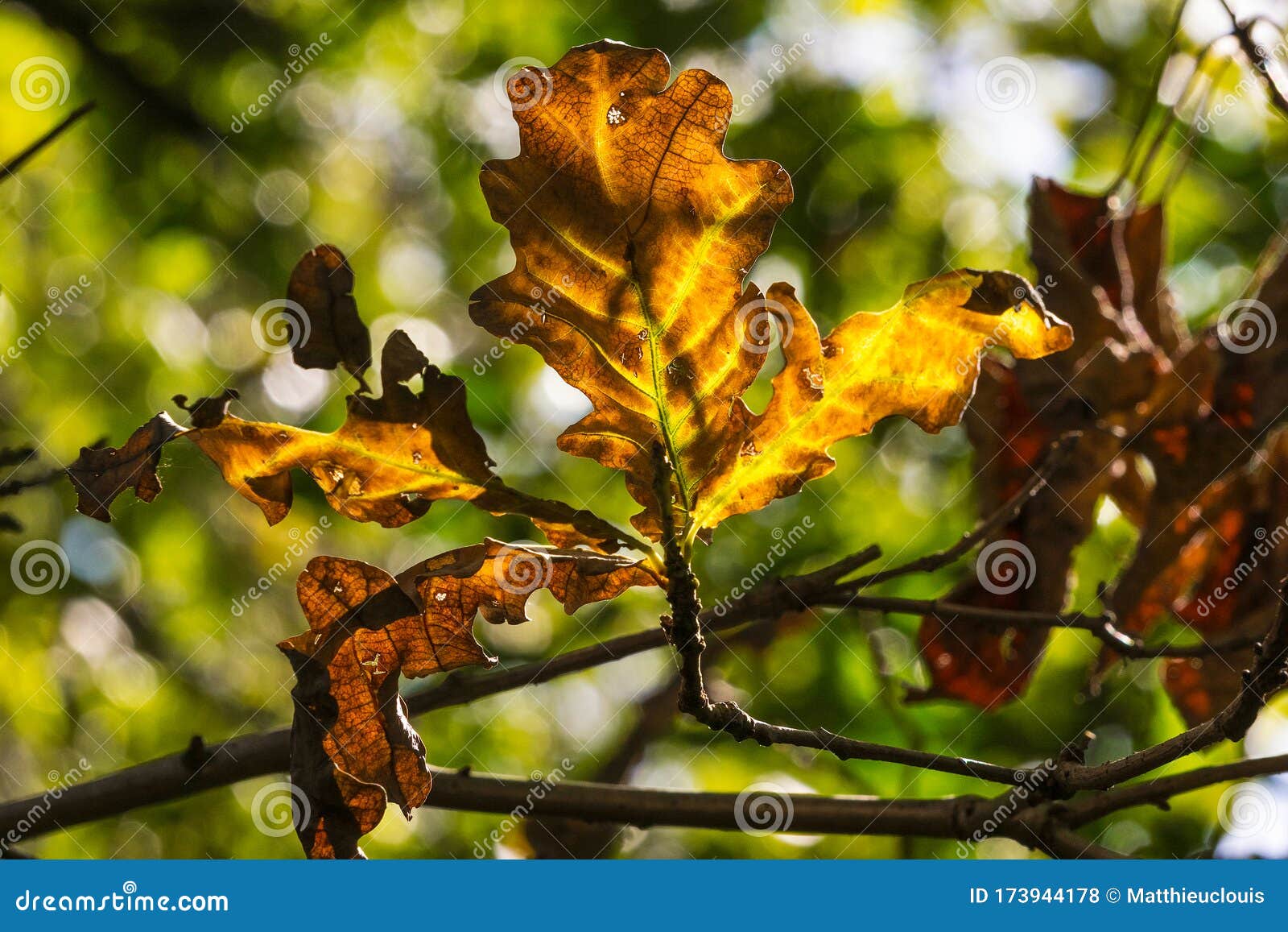 Orange and Brown Oak Leaf during the Process of Senescence in Fall or ...