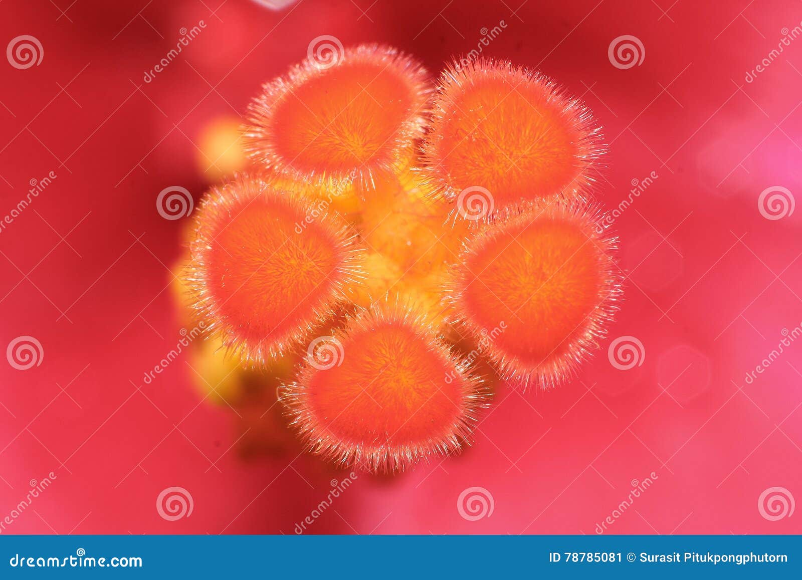 Close Up Orange Carpel of Flower Stock Image - Image of carpel, blossom ...