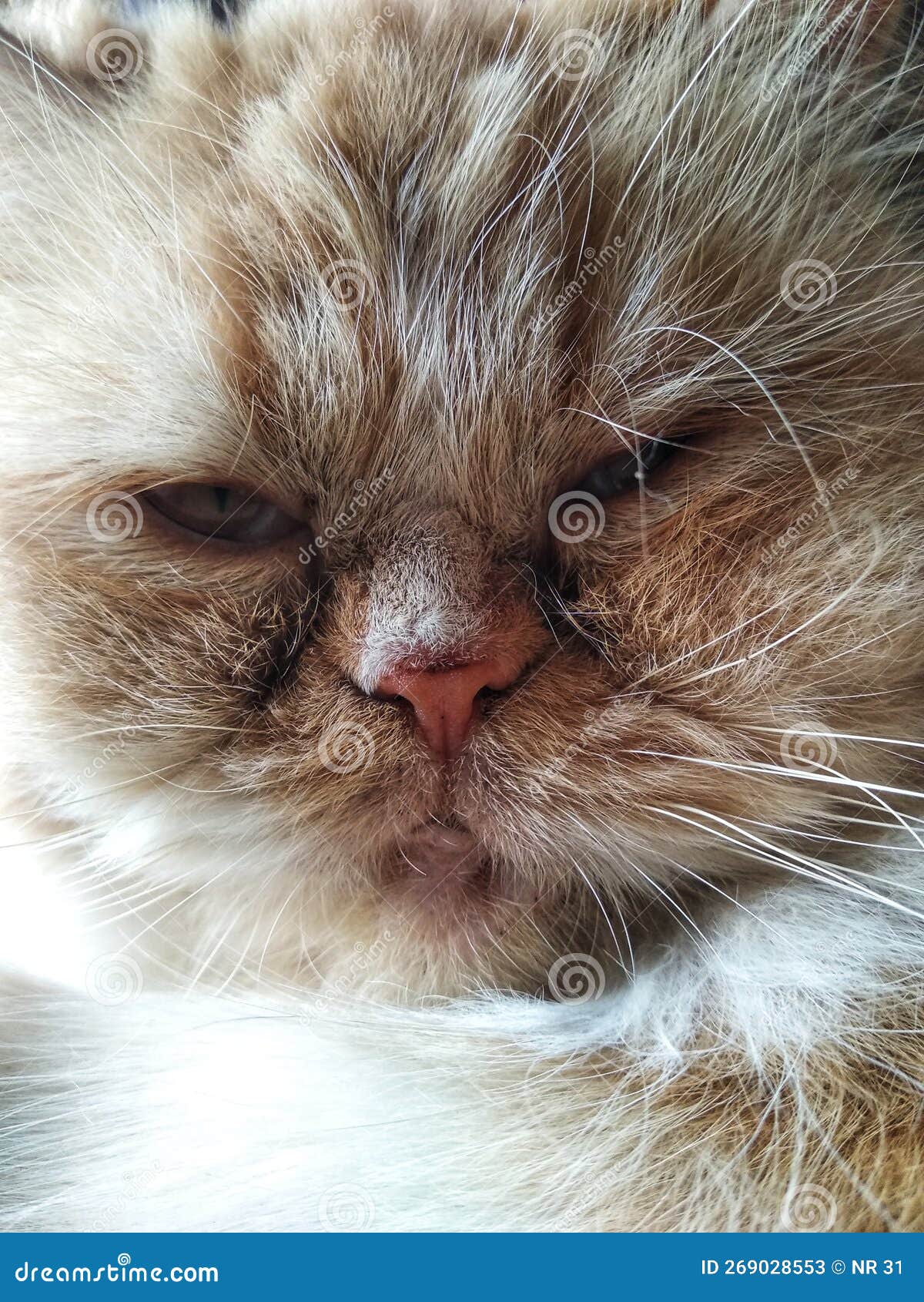 Close Up Orange Cat with the Angry Faces Stock Image - Image of orange ...