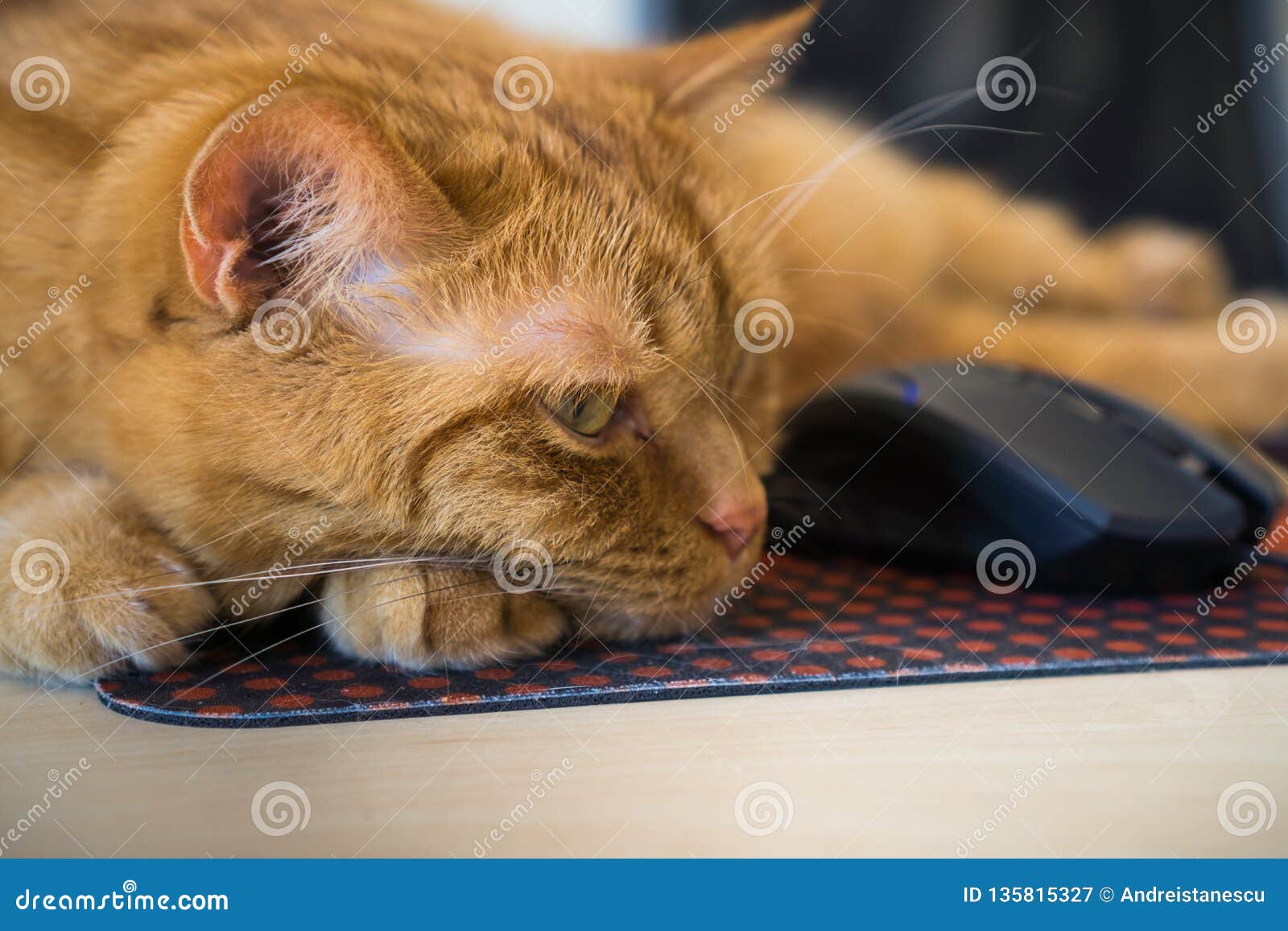 Close Up of Orange Cat Sleeping Next To a Mouse; Shallow Depth of Field ...