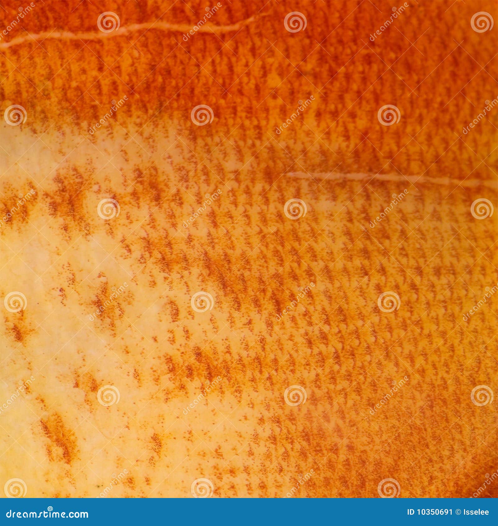Close-up on a Orange Fish S Skin Stock Image - Image of natural, detail ...