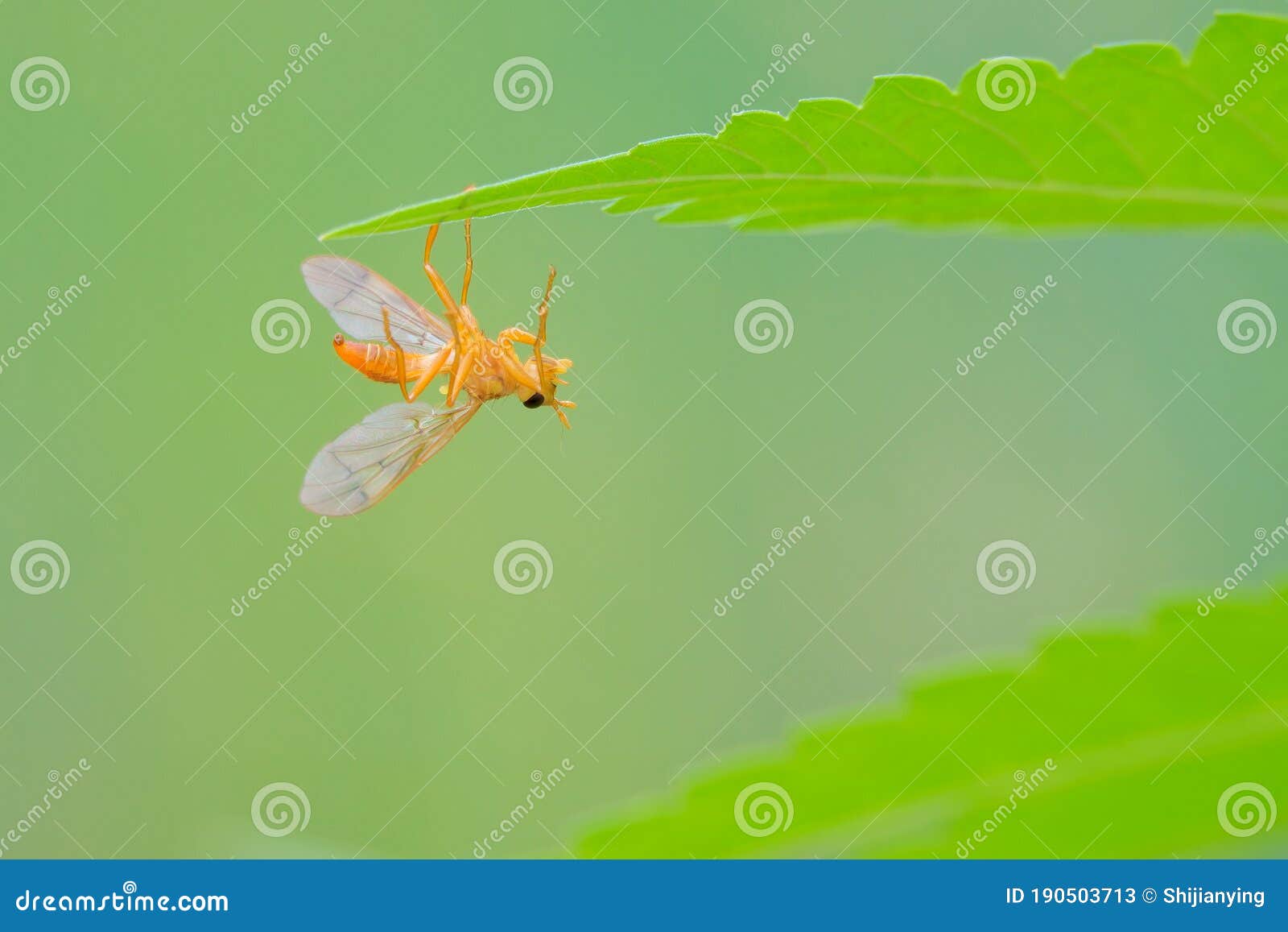 Orange fly stock image. Image of yellow, natural, orange - 190503713