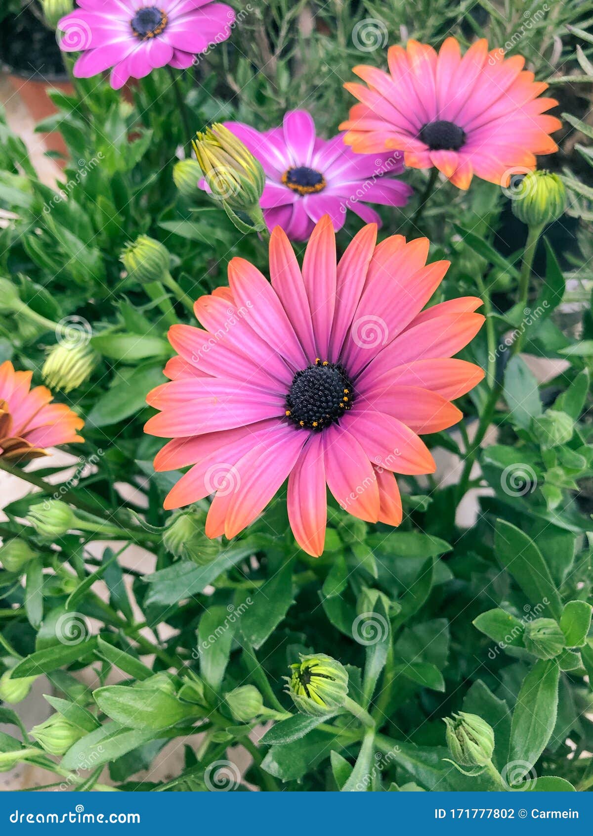 Close-up of an Orange Fuchsia Daisy Stock Photo - Image of colorful ...
