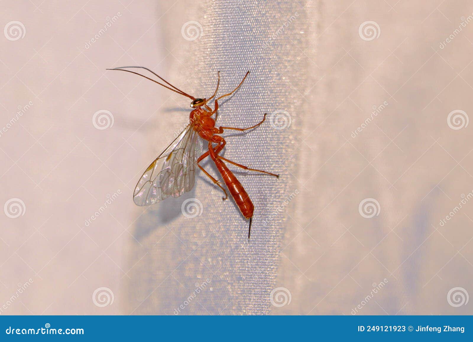 Ichneumon fly stock image. Image of orange, animals - 249121923