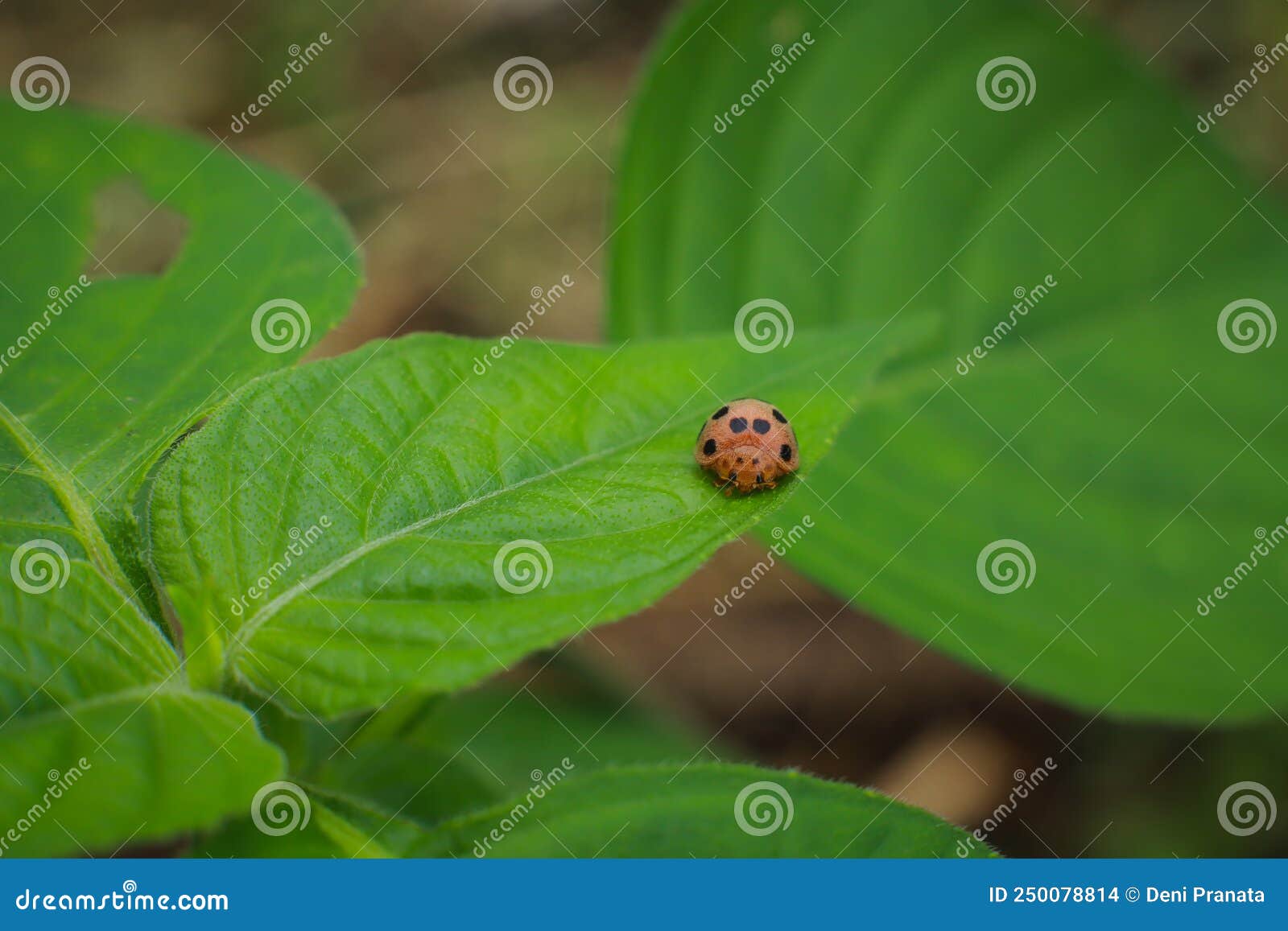 Close up of orange ladybug stock photo. Image of animal - 250078814
