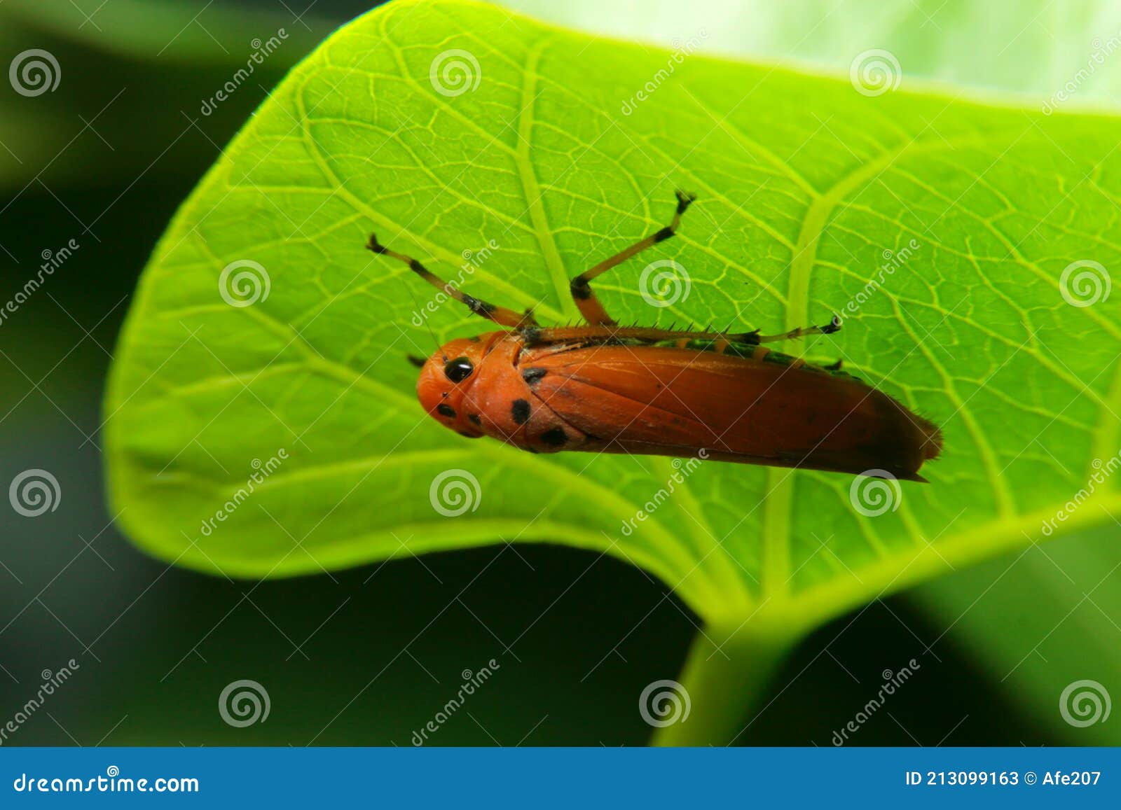 Close-up Orange Leafhoppers, Planthoppers Stock Image - Image of ...