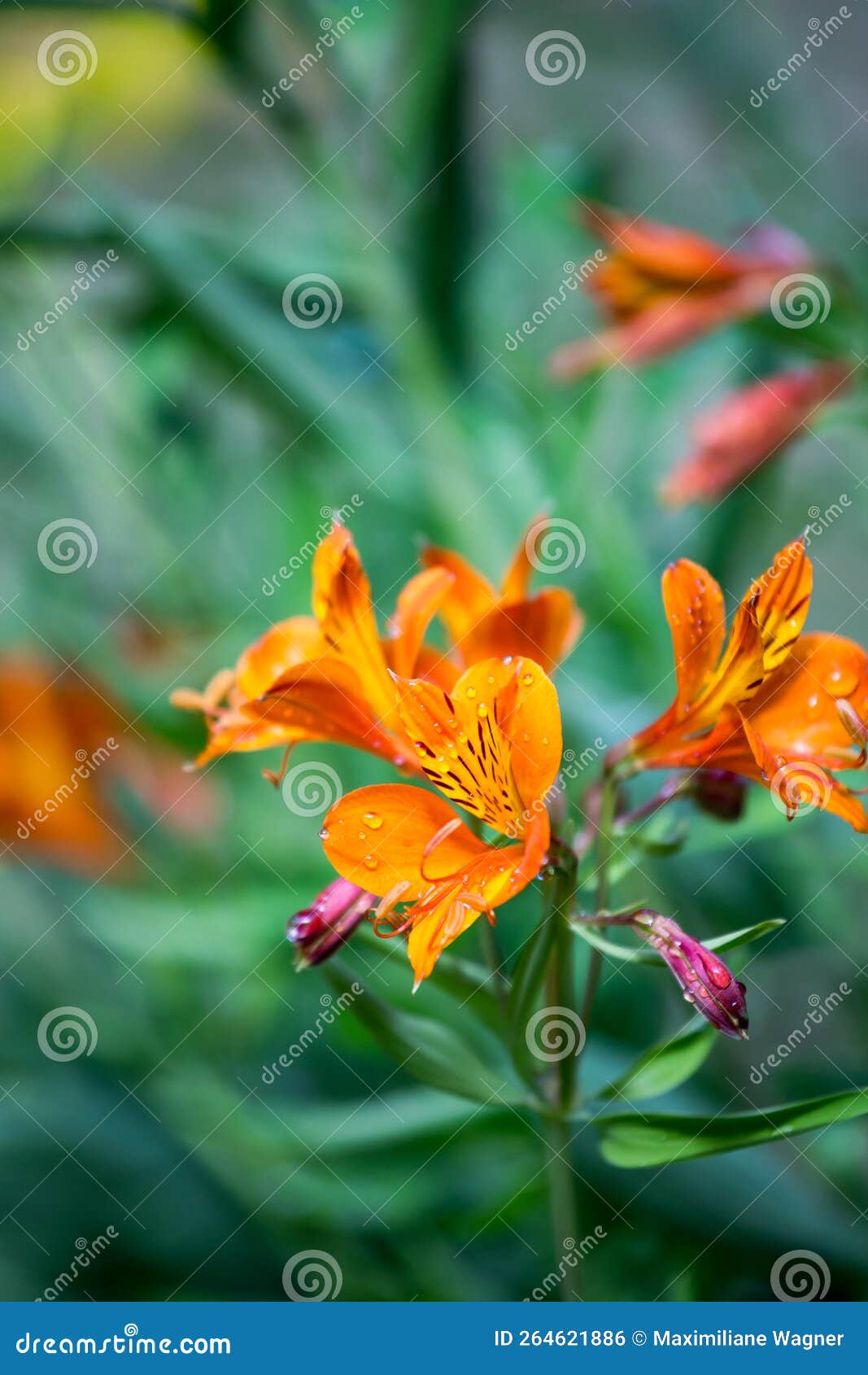 Close-Up of Orange Peruvian Lily Flower with Water Drops Stock Photo ...