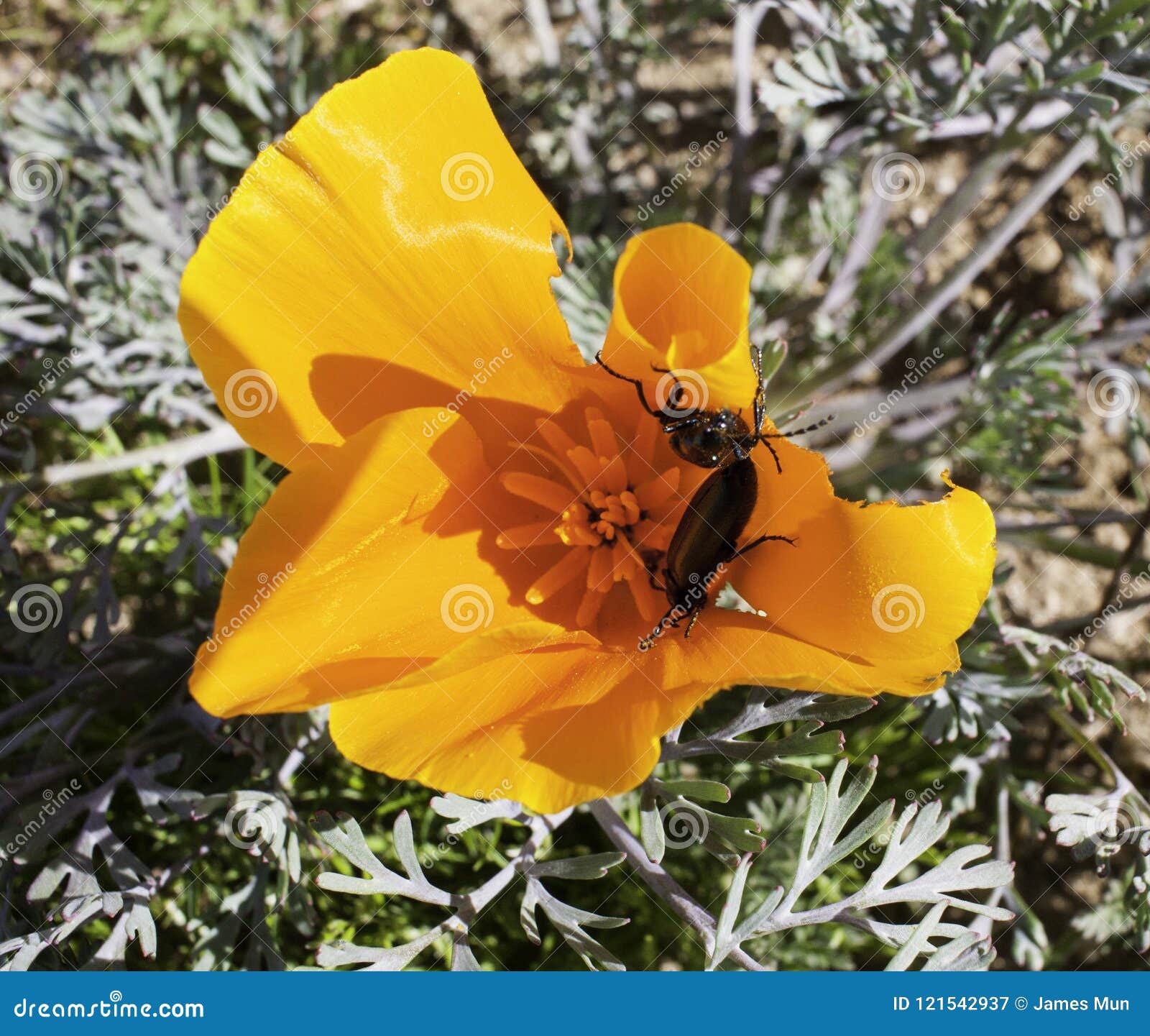 Close Up of an Orange Poppy Stock Image - Image of bugs, poppy: 121542937