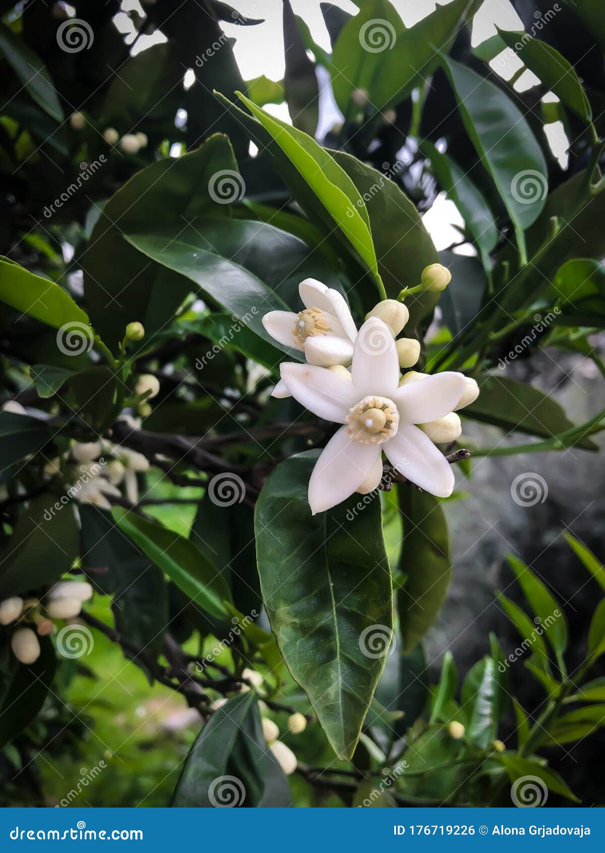 Close Up Orange Tree Flower Bud with Green Leaves Stock Photo - Image ...