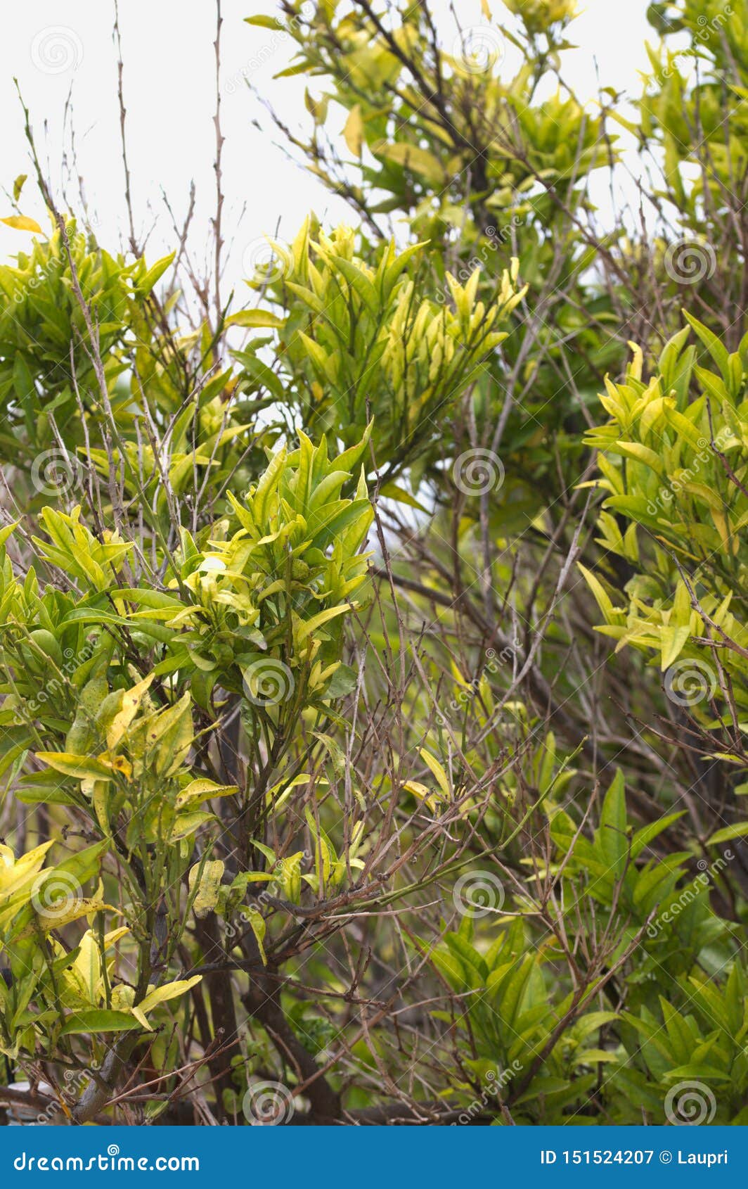 Branches of a Sick Orange Tree Stock Image - Image of citrus, brown ...