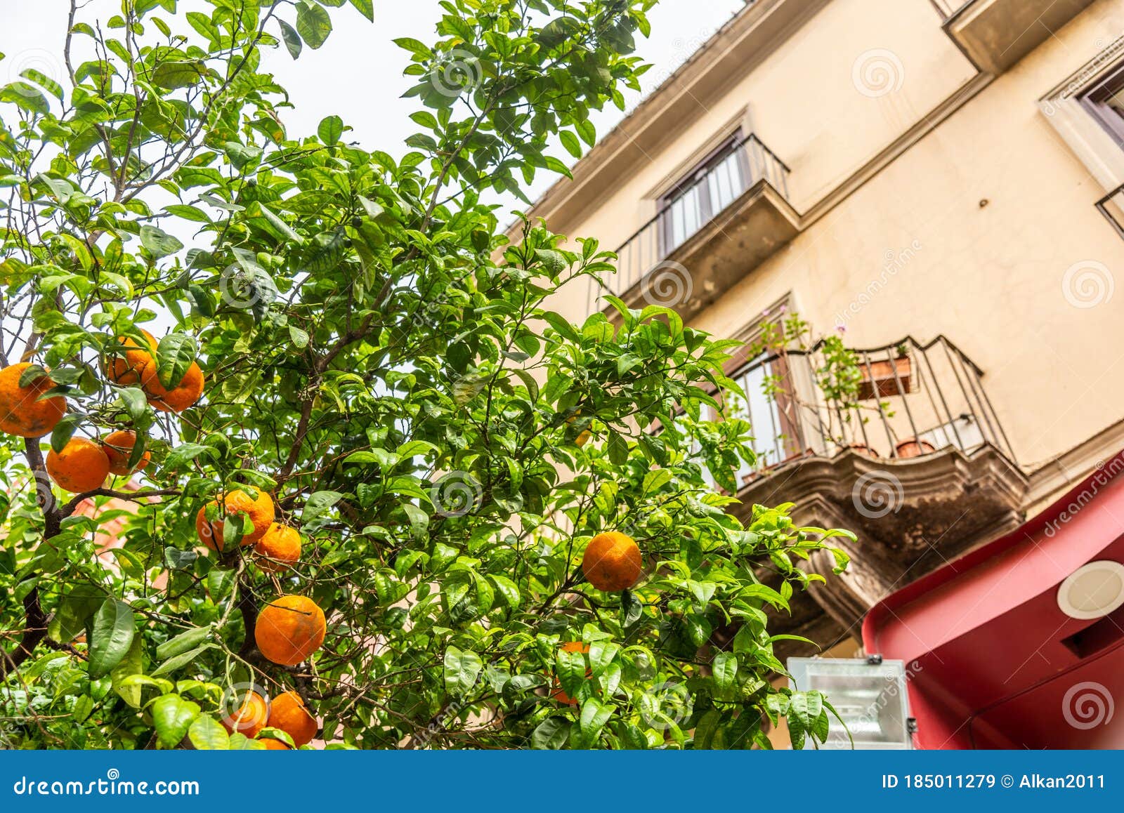Close Up of an Orange Tree in Sorrento Stock Image - Image of green ...