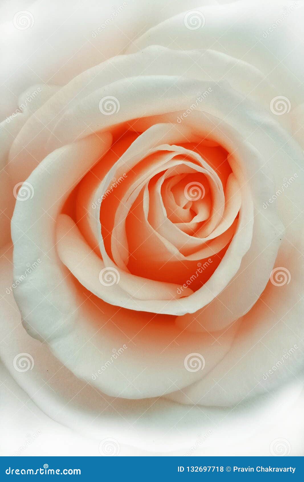Orange and white rose stock photo. Image of composition - 132697718