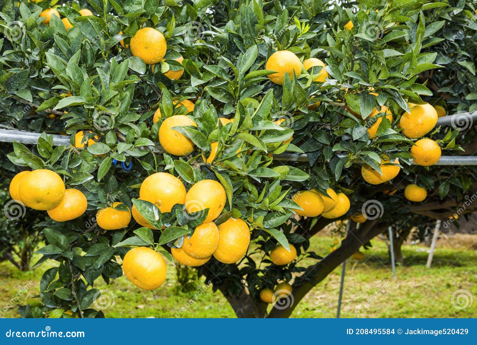 Oranges Tree in the Fruit Garden Taichung Taiwan. Stock Photo - Image ...