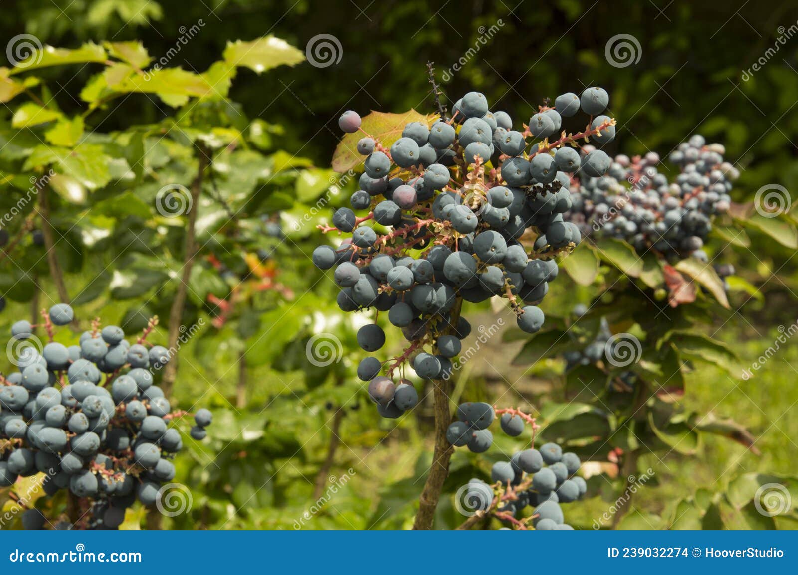 Close Up: Oregon Grape Bush with Dark Purple Berries Stock Photo ...