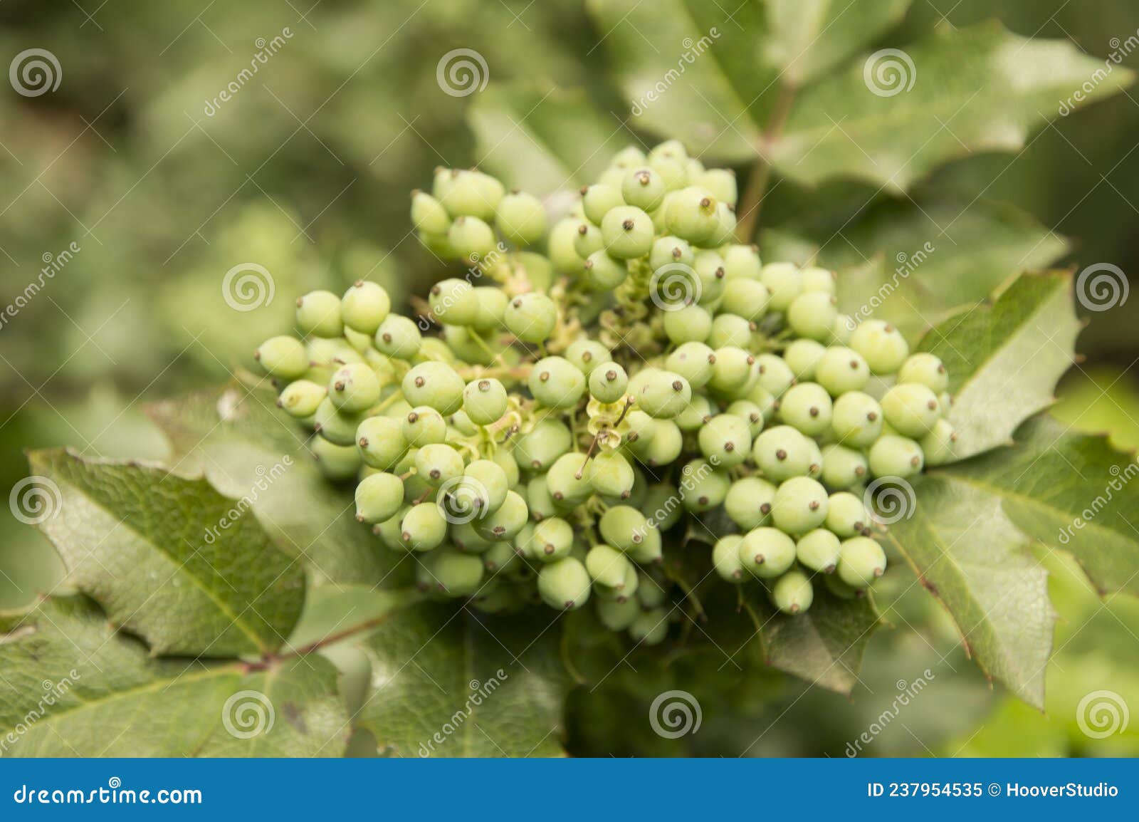 Close Up: Oregon Grape Bush with Green Berries Stock Image - Image of ...