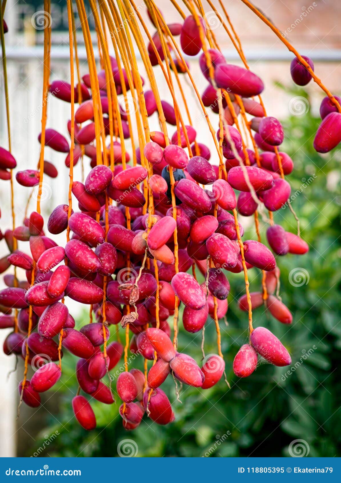 Closeup of Organic Dates Growing on the Tree. Stock Image - Image of ...