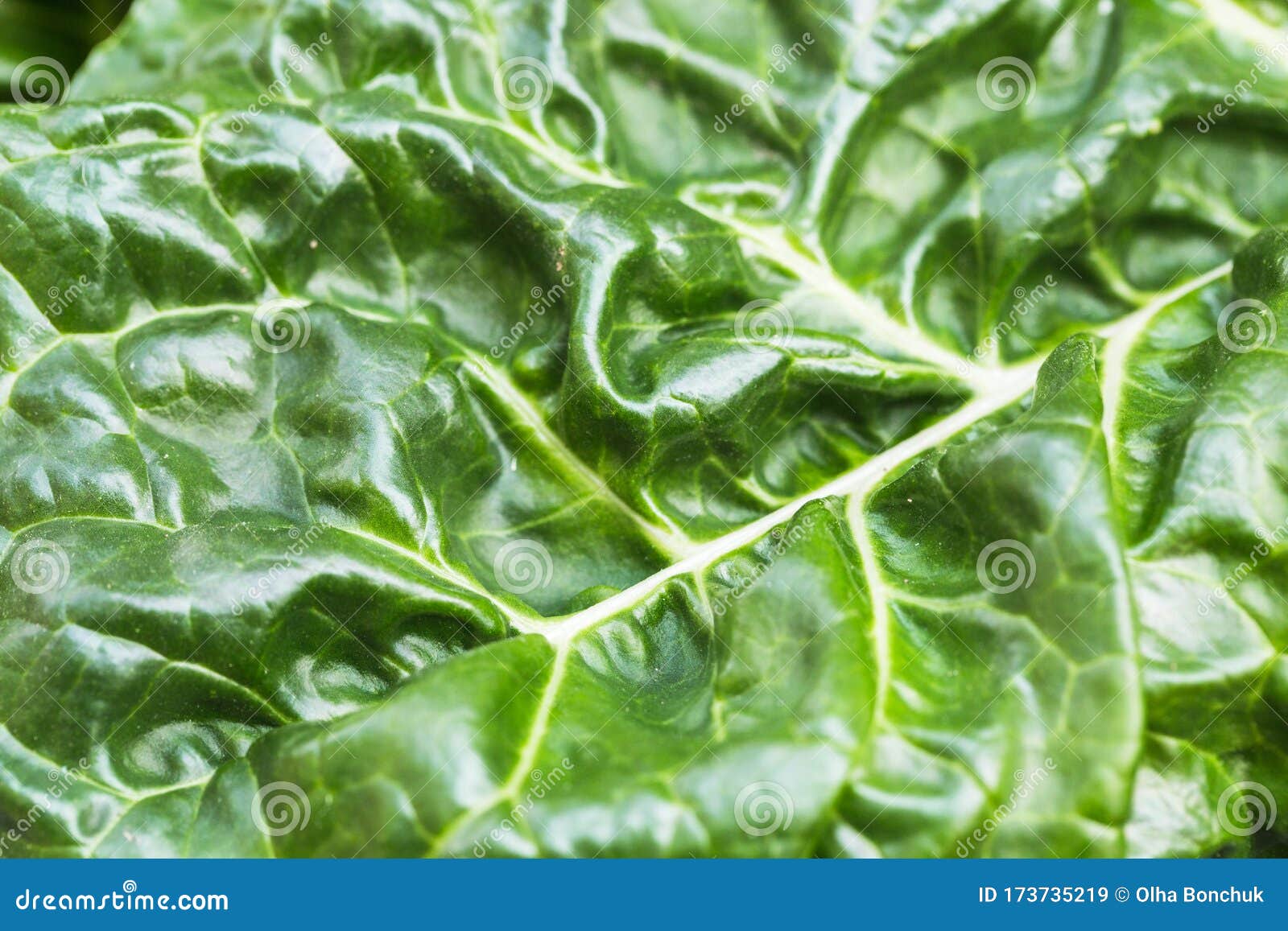 Close Up of a Organic and Homegrown Swiss Chard Leaf Stock Image ...