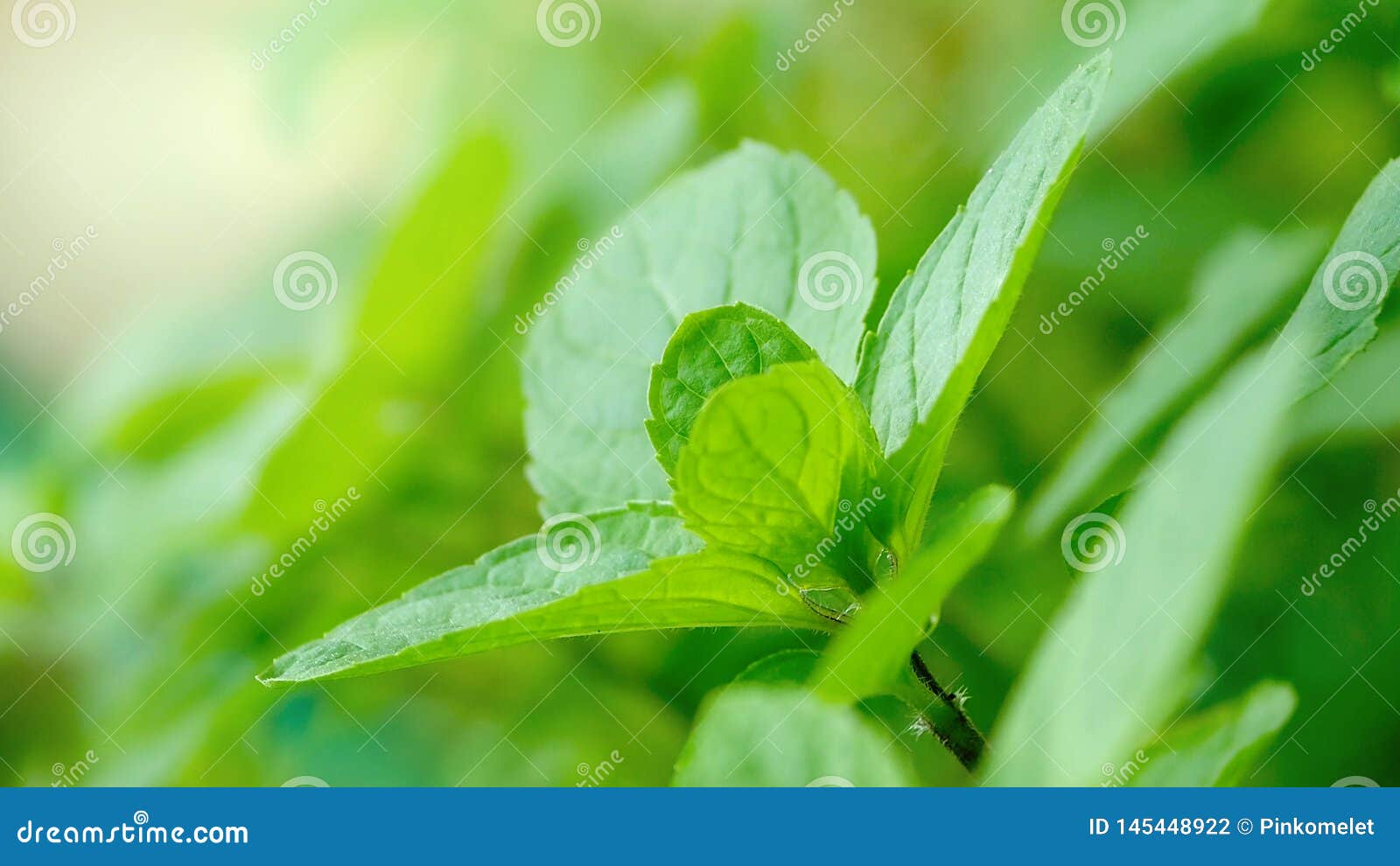 Close Up the Organic Mint Spearmint Peppermint Leaf Tree Stock Photo ...