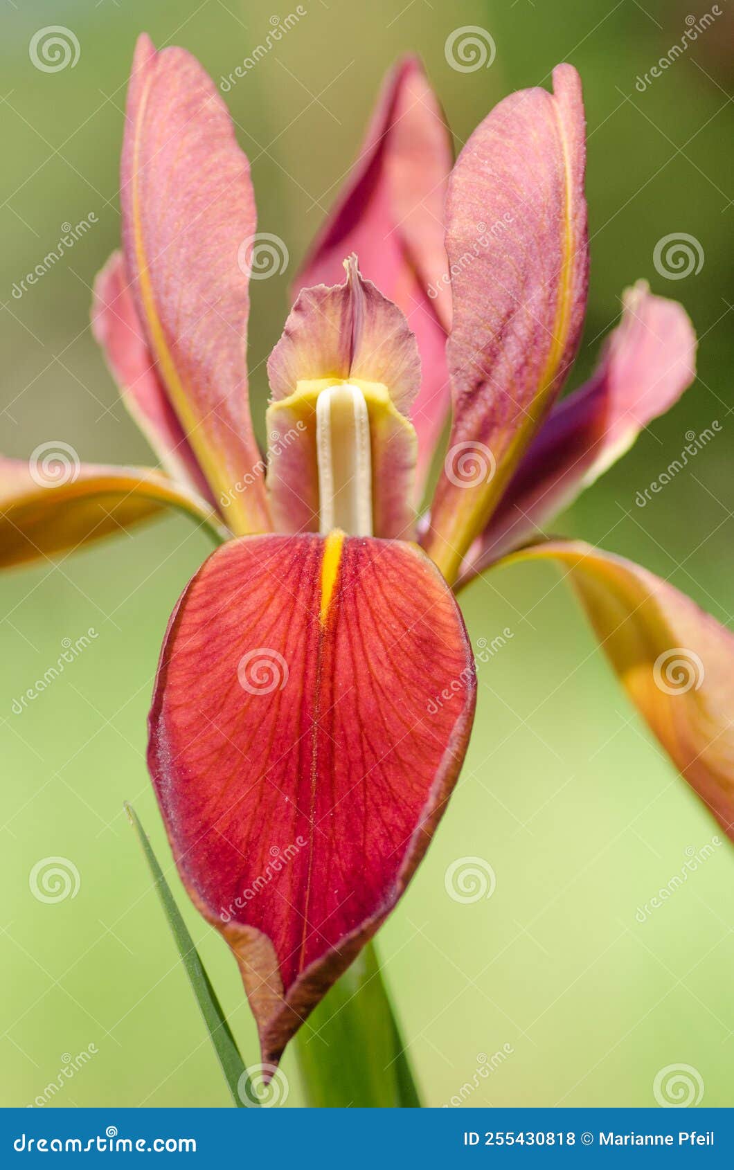 A Perfect Red Iris Bloom in Spring Stock Photo - Image of garden ...