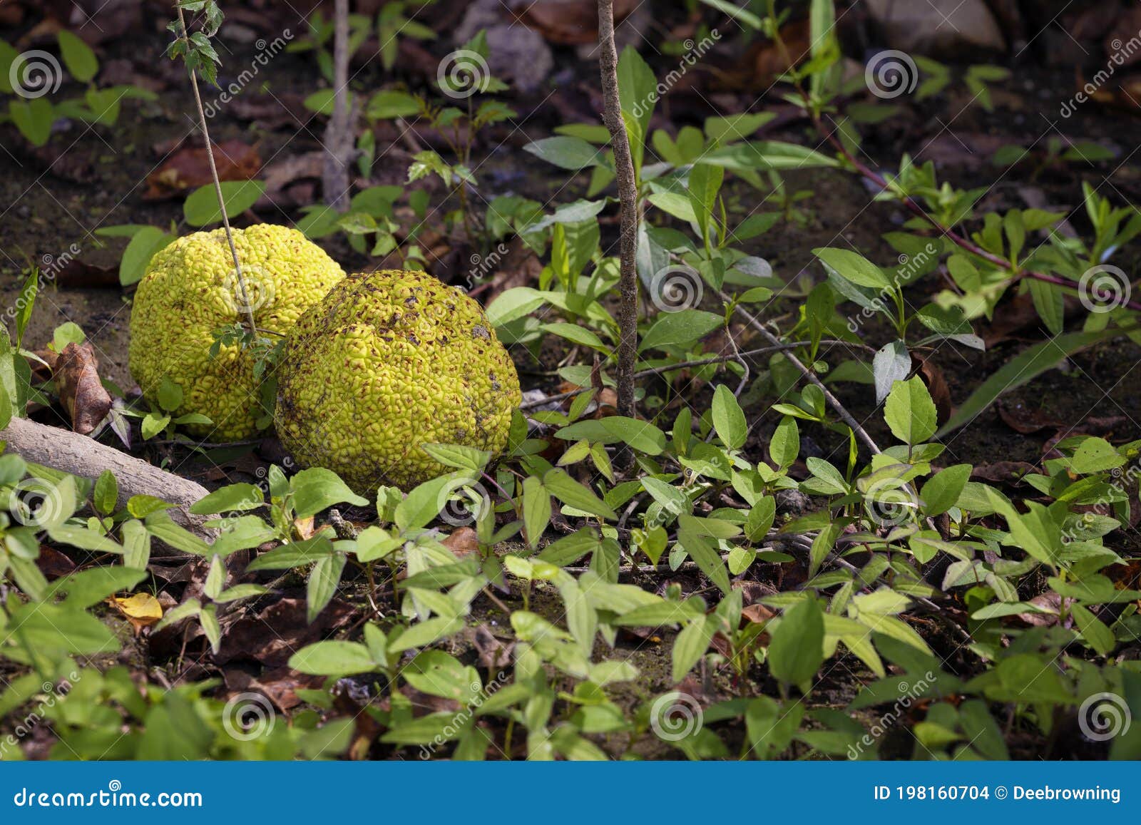 Close Up Osage Orange Tree Fruit Stock Photo - Image of close ...