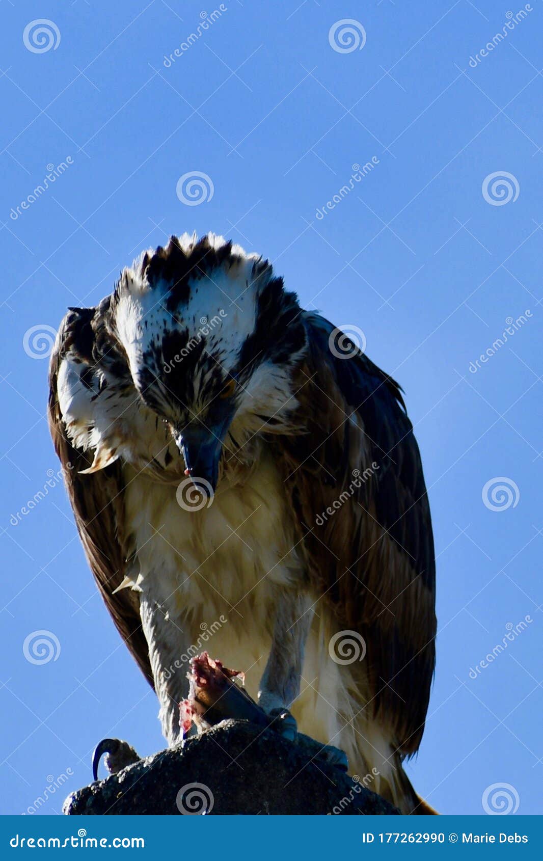 A Close-up of an Osprey Eating Its Prey Stock Photo - Image of white ...