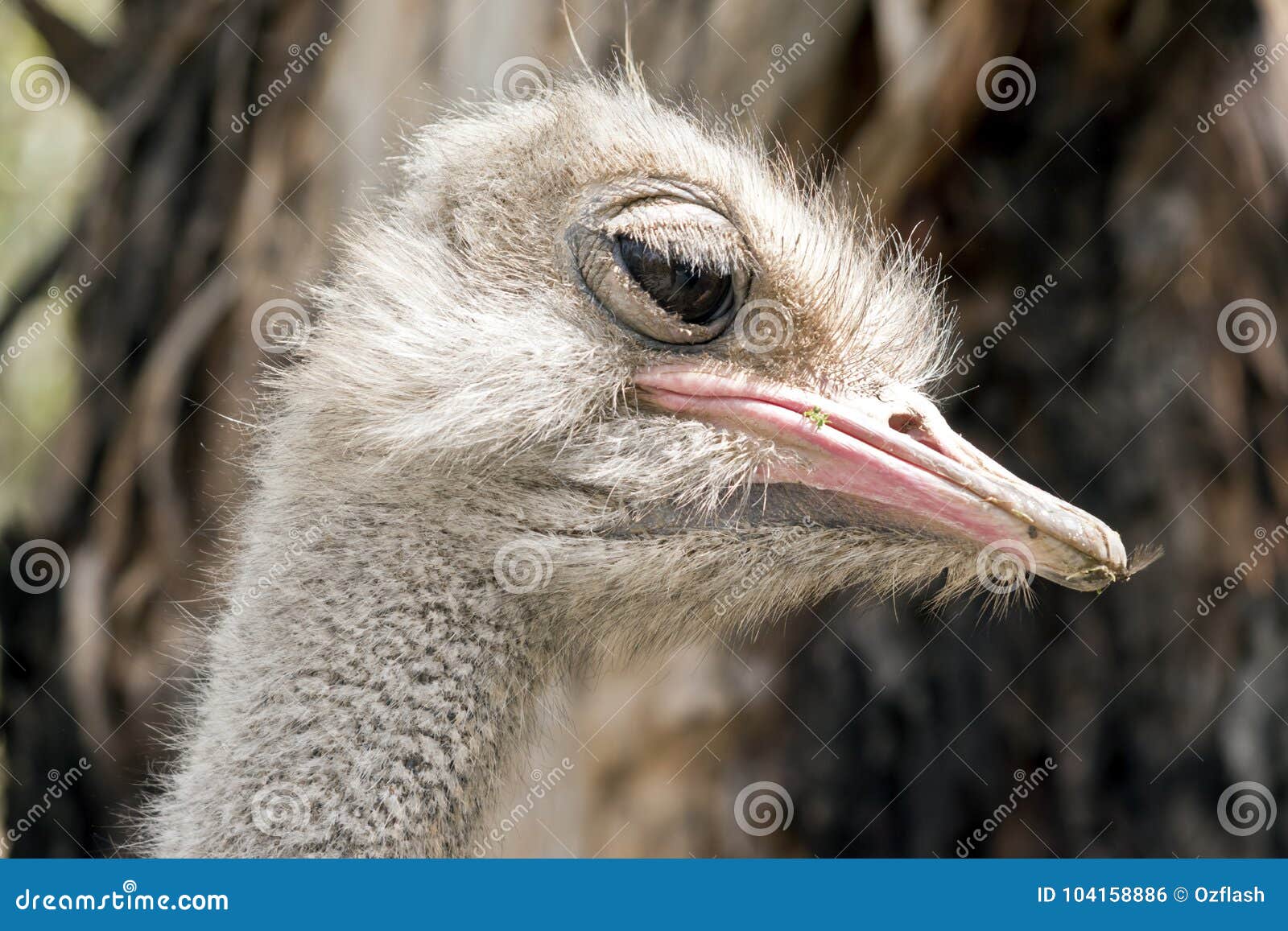 An Australian ostrich stock photo. Image of long, legs - 104158886