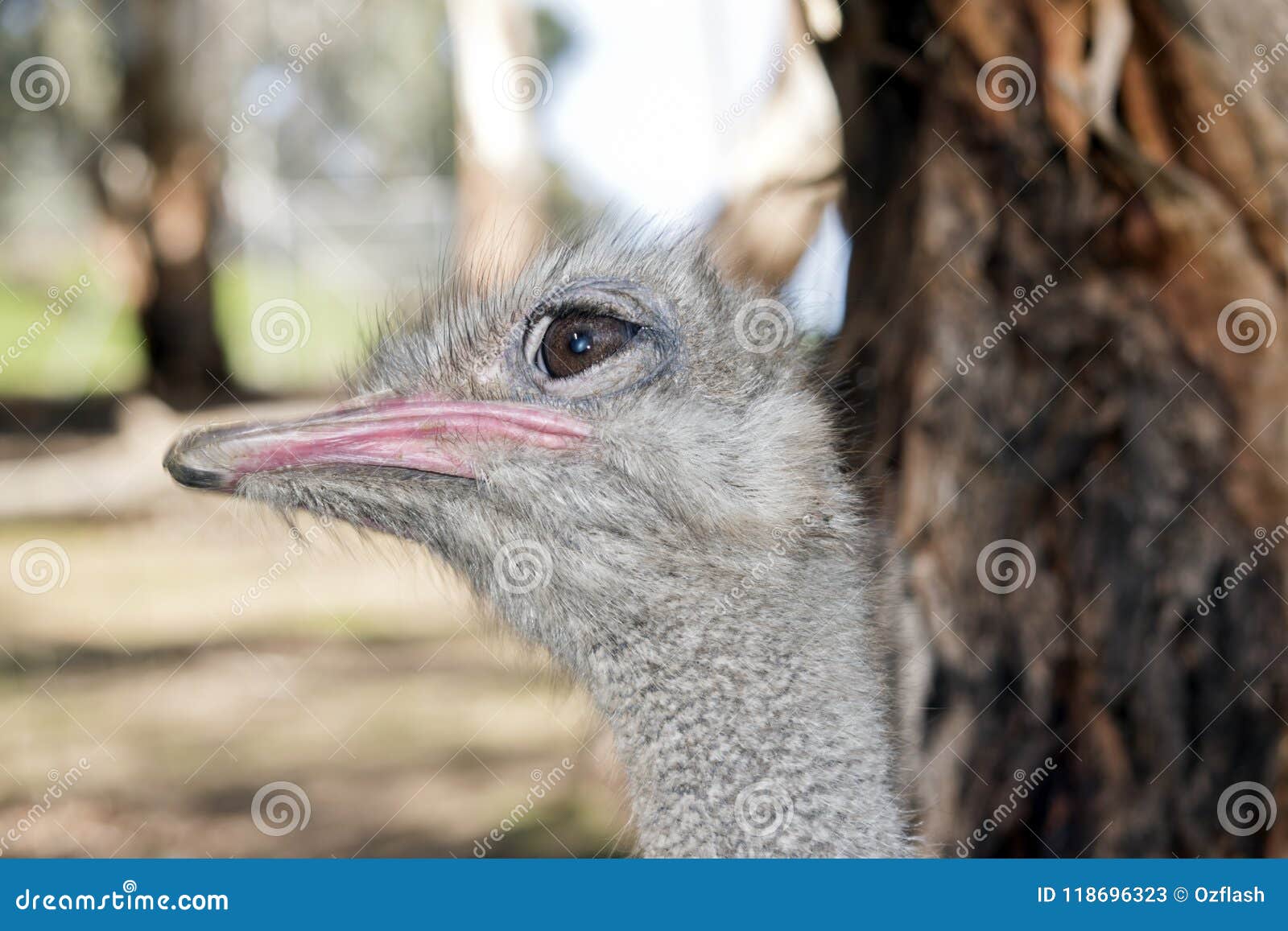Close up ostrich stock image. Image of lashes, black - 118696323