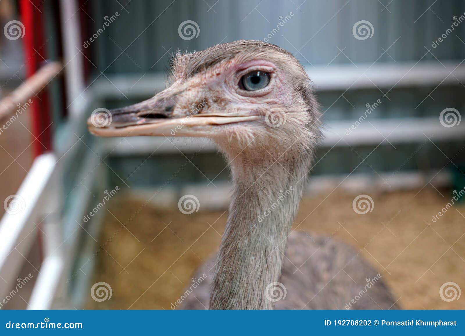 Close-up of Ostrich Face in the Zoo Stock Photo - Image of farm ...