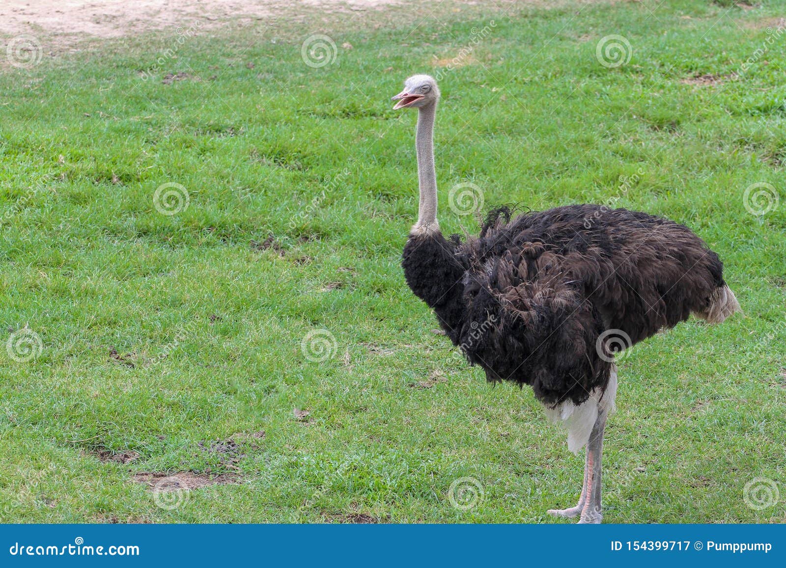 Close Up Ostrich in Garden at Thailand Stock Image - Image of bird ...