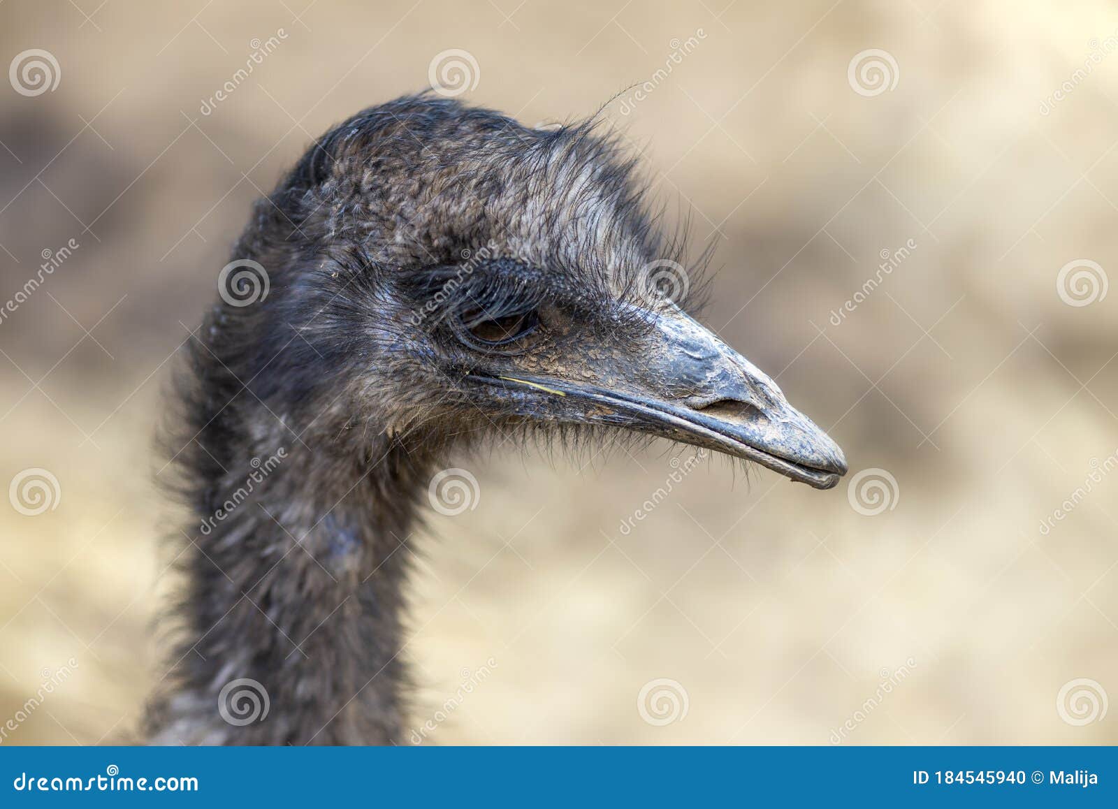Close up ostrich head stock photo. Image of ugly, australian - 184545940