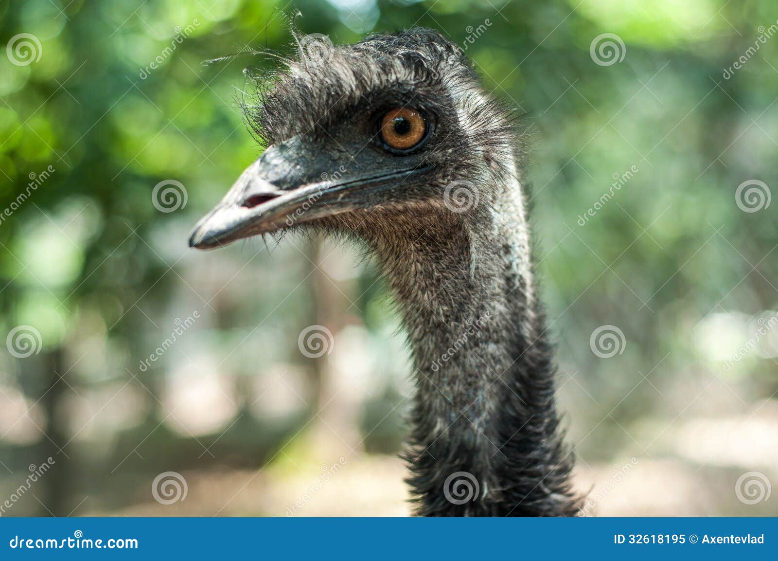 Close up of ostrich head stock image. Image of beak, feather - 32618195
