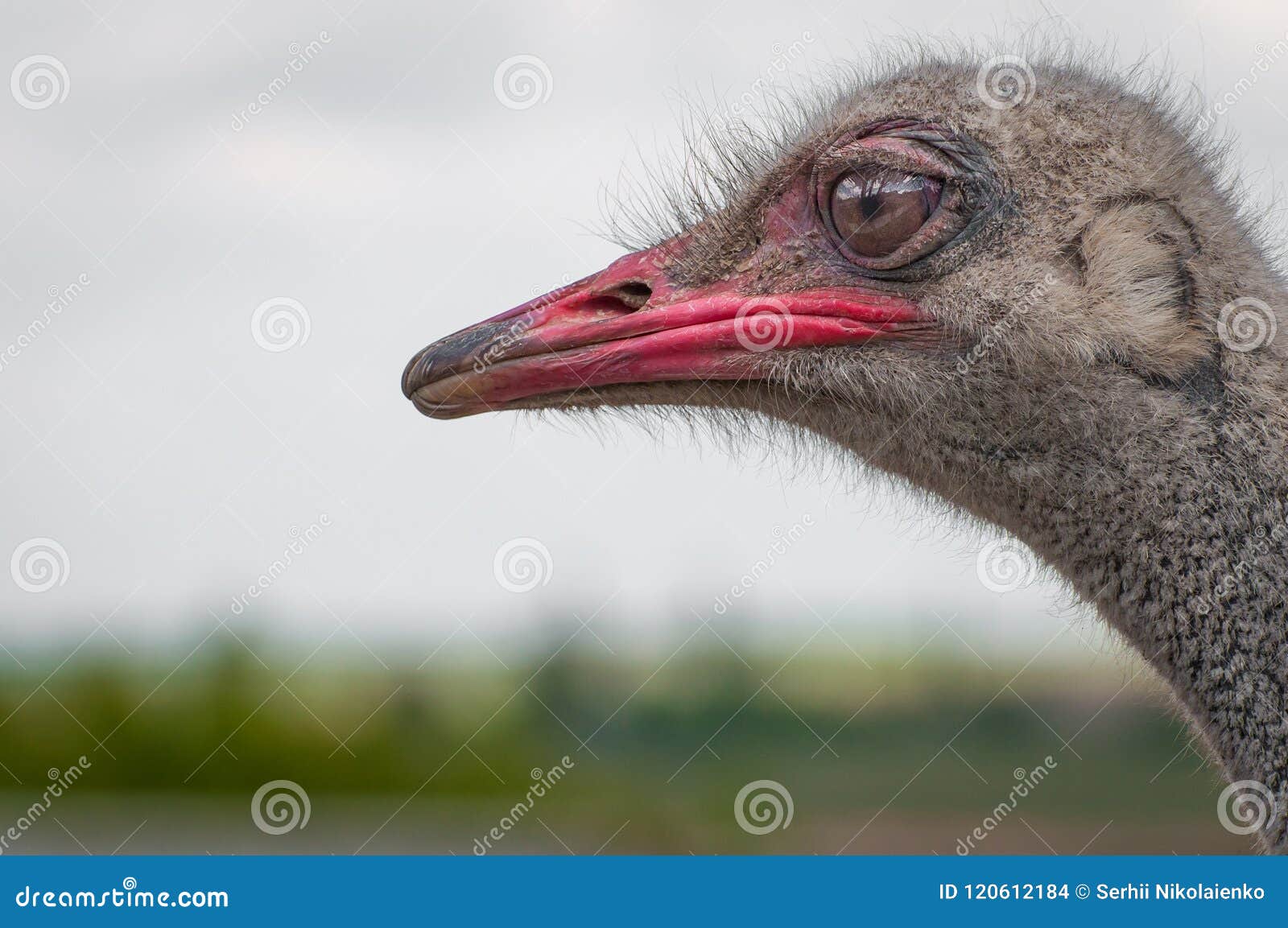 A Close-up of an Ostrich. the Largest Flightless Bird. Stock Photo ...