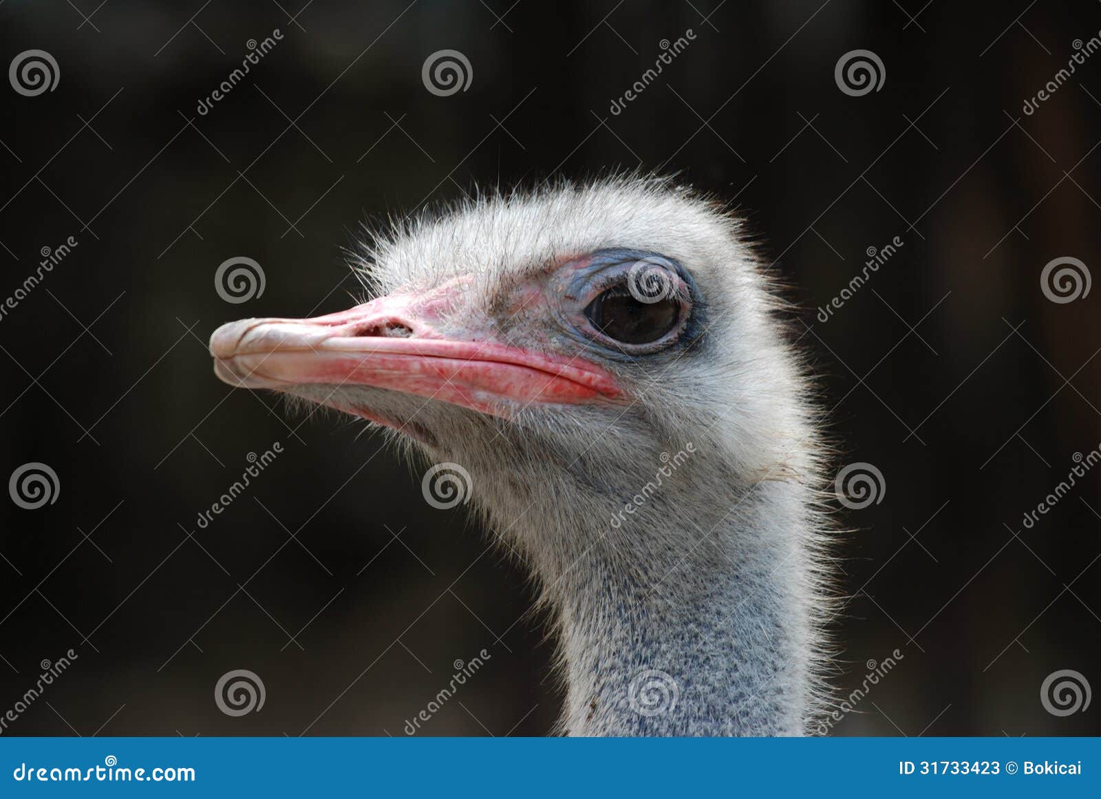 Close up of ostrich stock image. Image of looking, fauna - 31733423