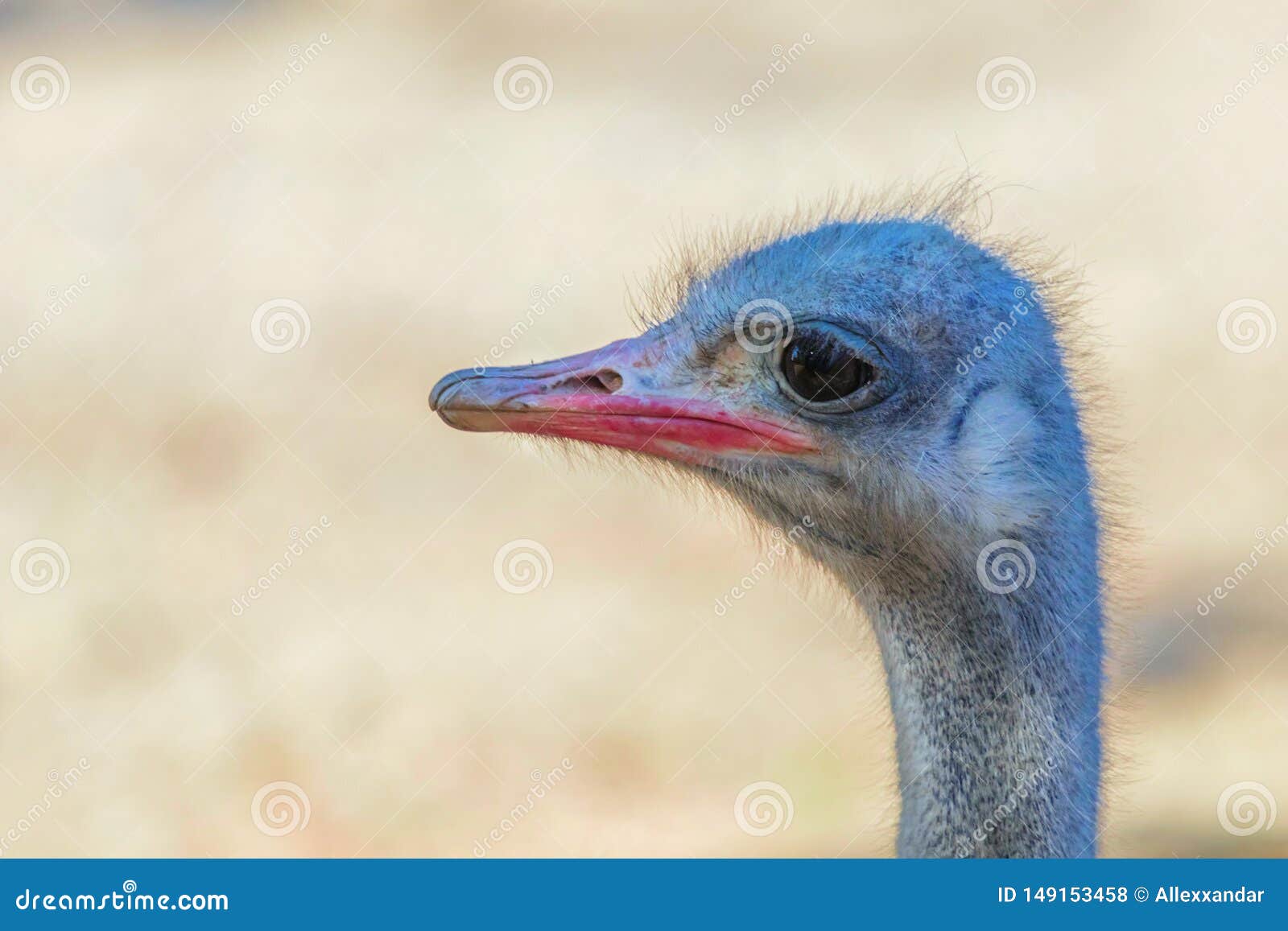 Close Up Ostrich Portrait Close Up Ostrich Head Struthio Camelus Stock ...