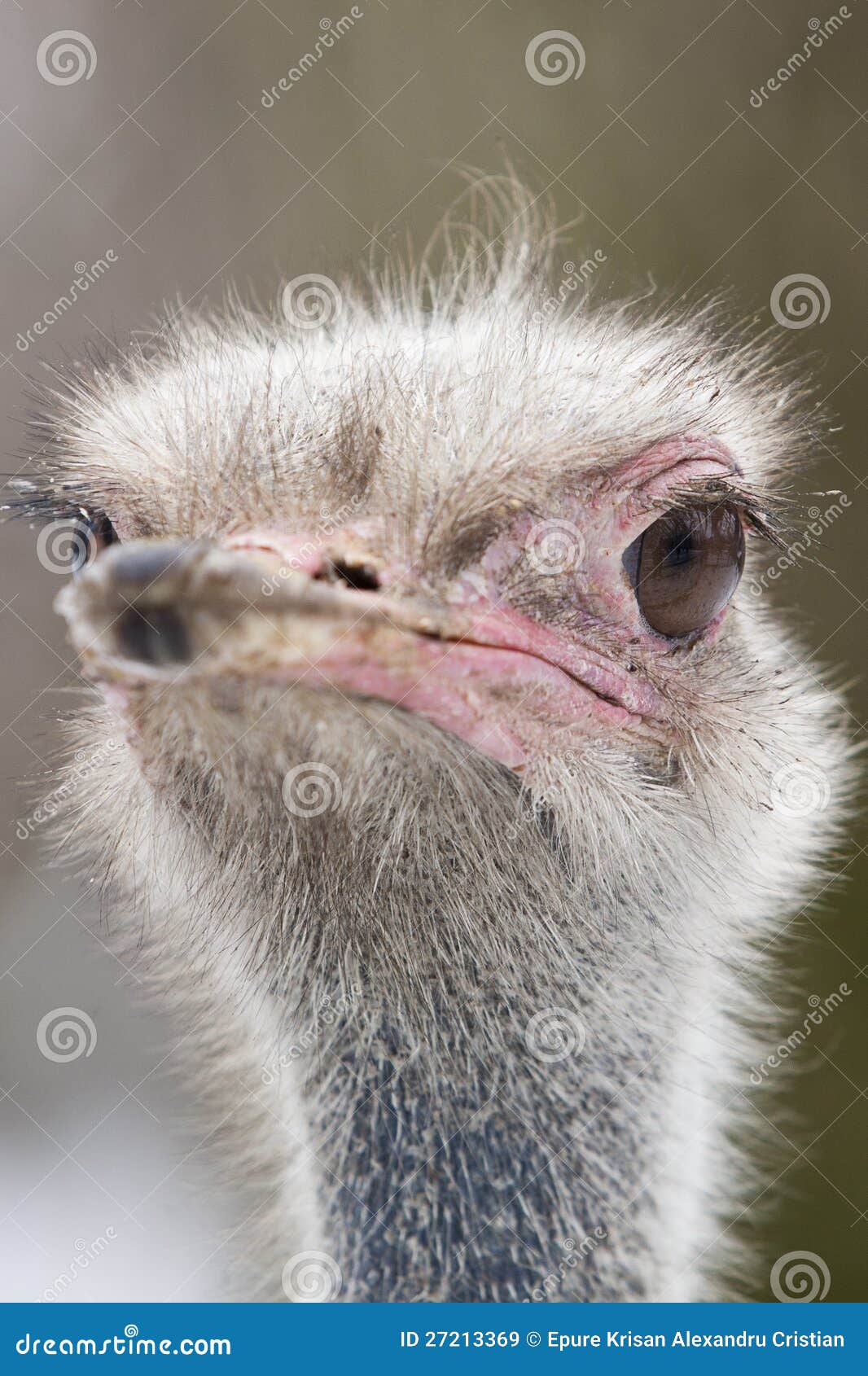 Close-up on a Ostrich S Head in Front Stock Image - Image of funny ...