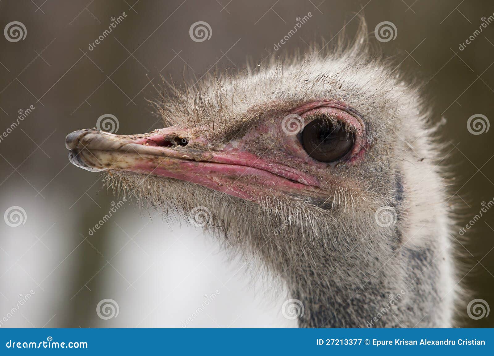 Close-up on a Ostrich S Head in Front Stock Image - Image of macro ...