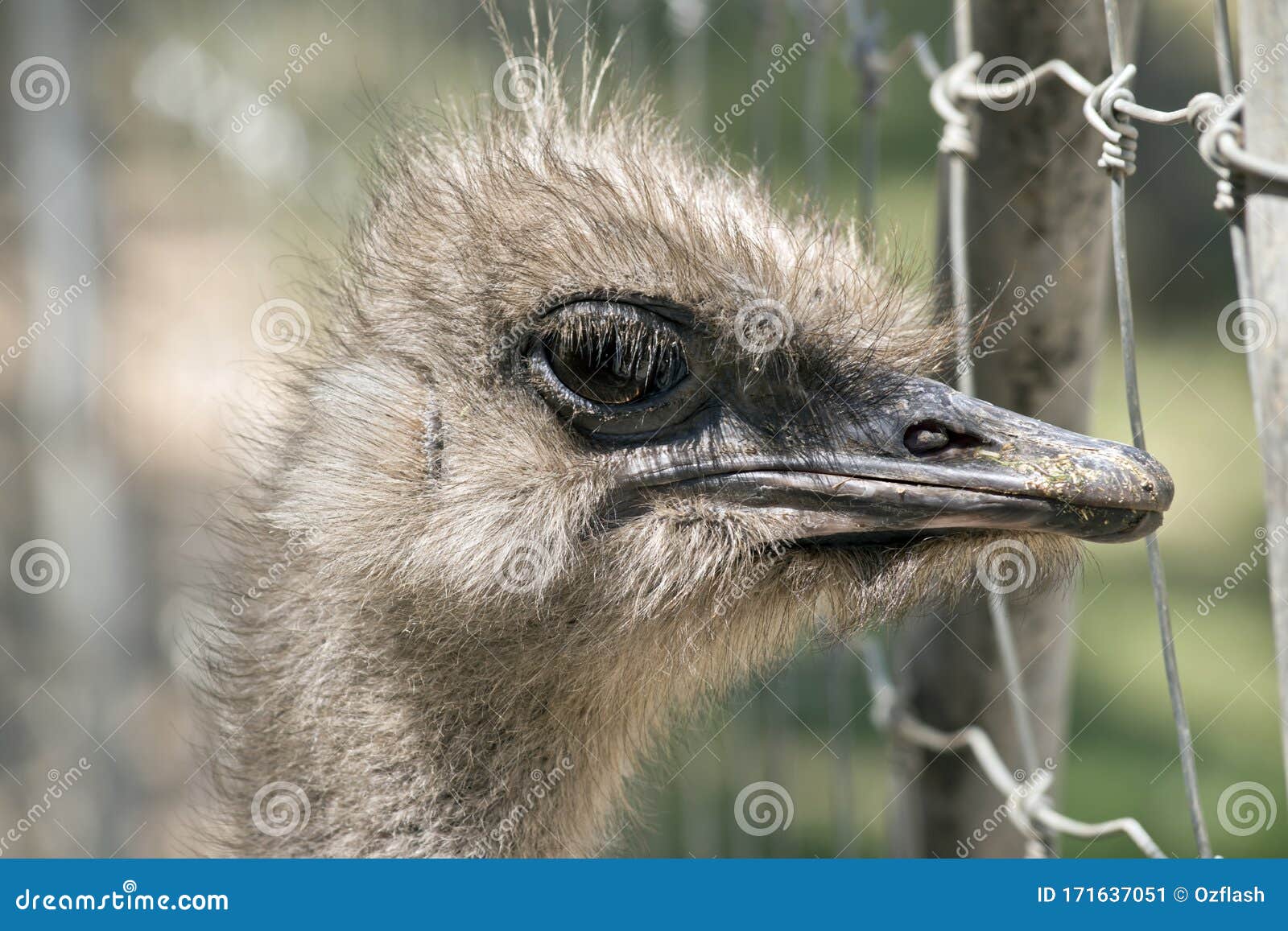 This is a Close Up of an Ostrich Stock Image - Image of glance, look ...