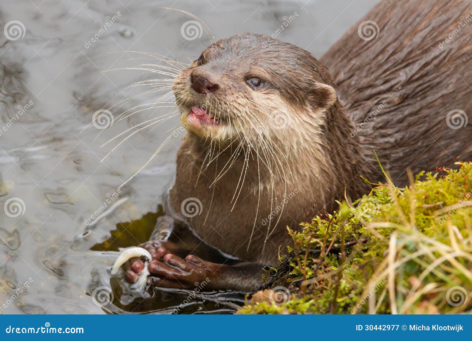 Close-up of an Otter Eating Fish Stock Image - Image of hunting ...