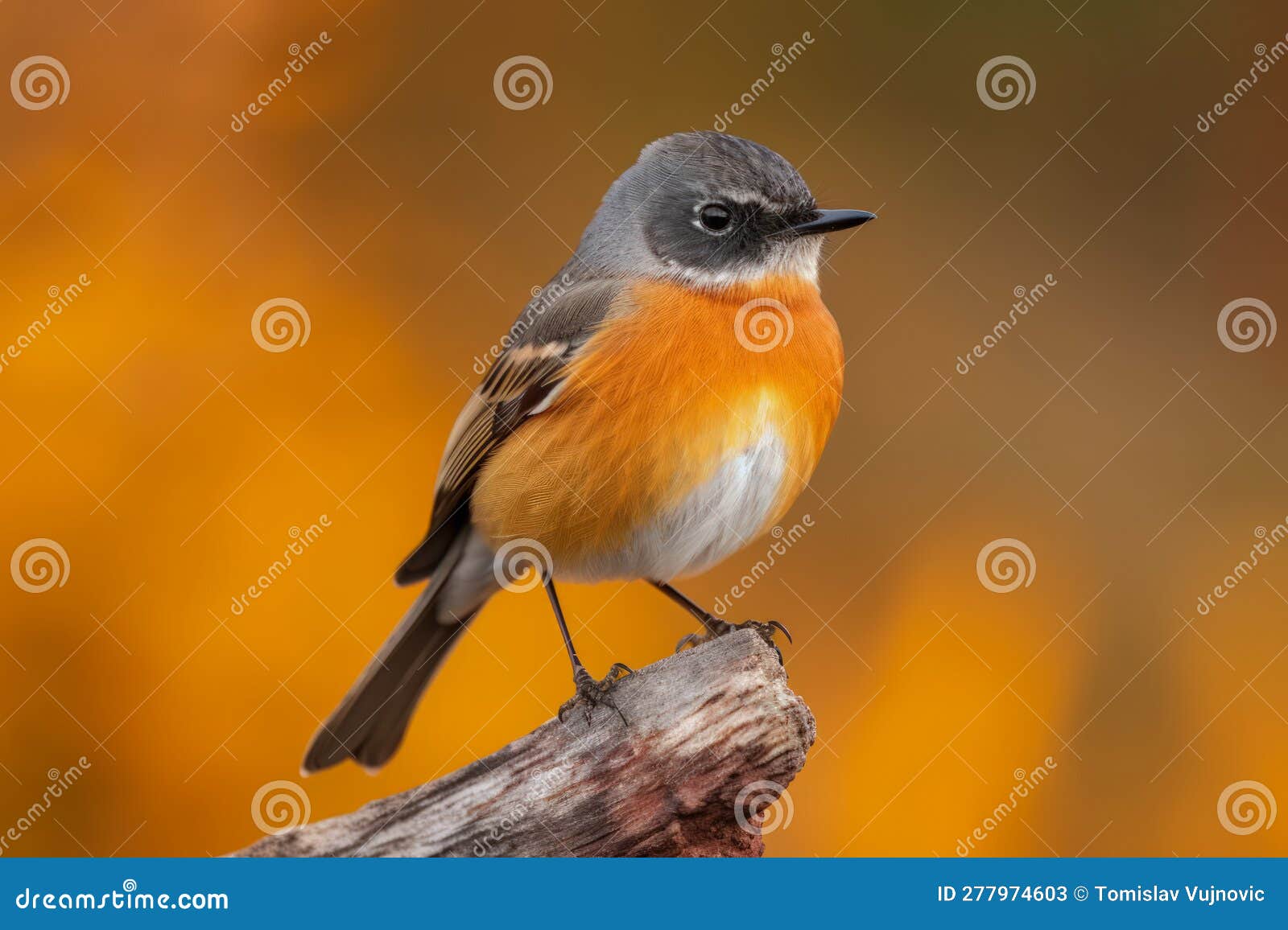 Close Up of Outdoor Common Redstart Bird Stock Illustration ...