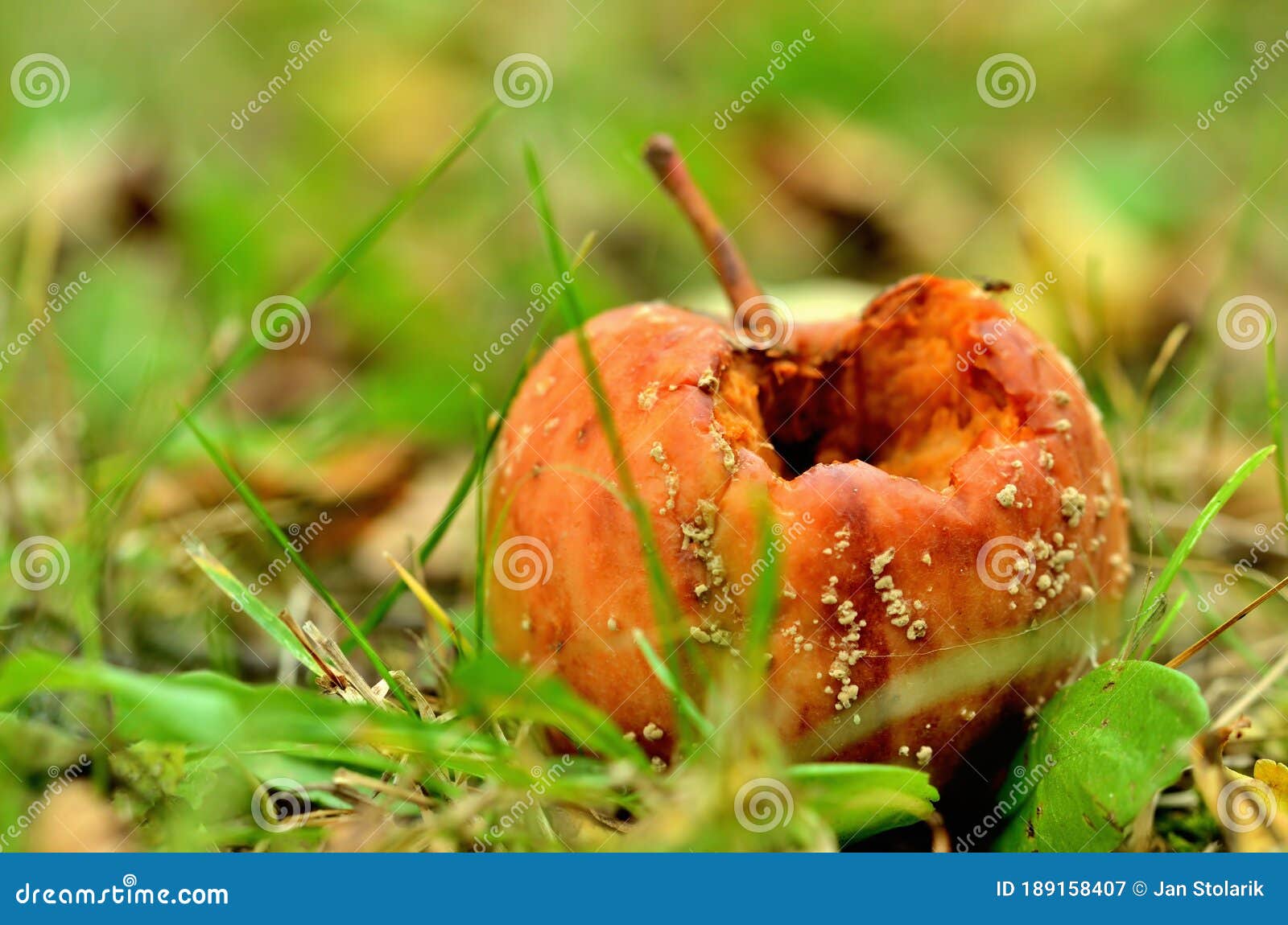 Close-up of Overripe Apple Lying on the Ground in the Grass at Fall ...