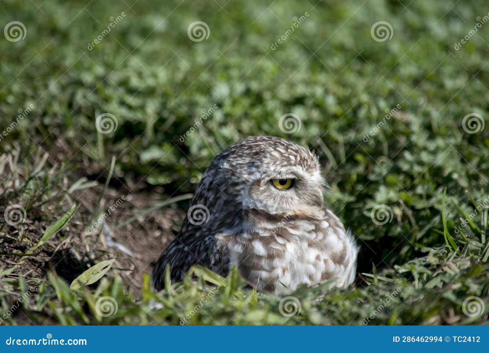 Close-up of the Owls in the Open Field. Athene Cunicularia Stock Photo ...