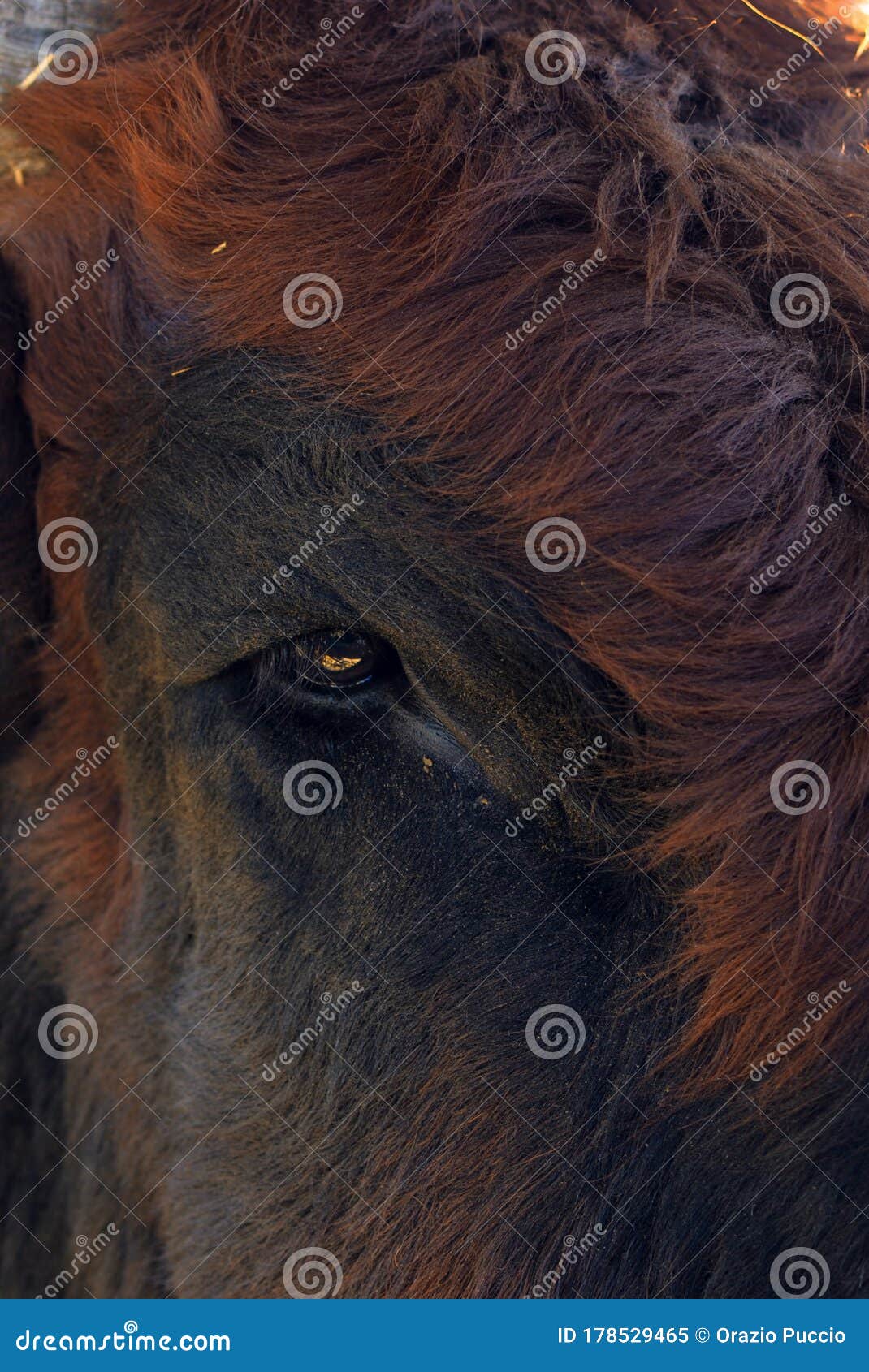 Close up of an ox eye stock image. Image of agriculture - 178529465